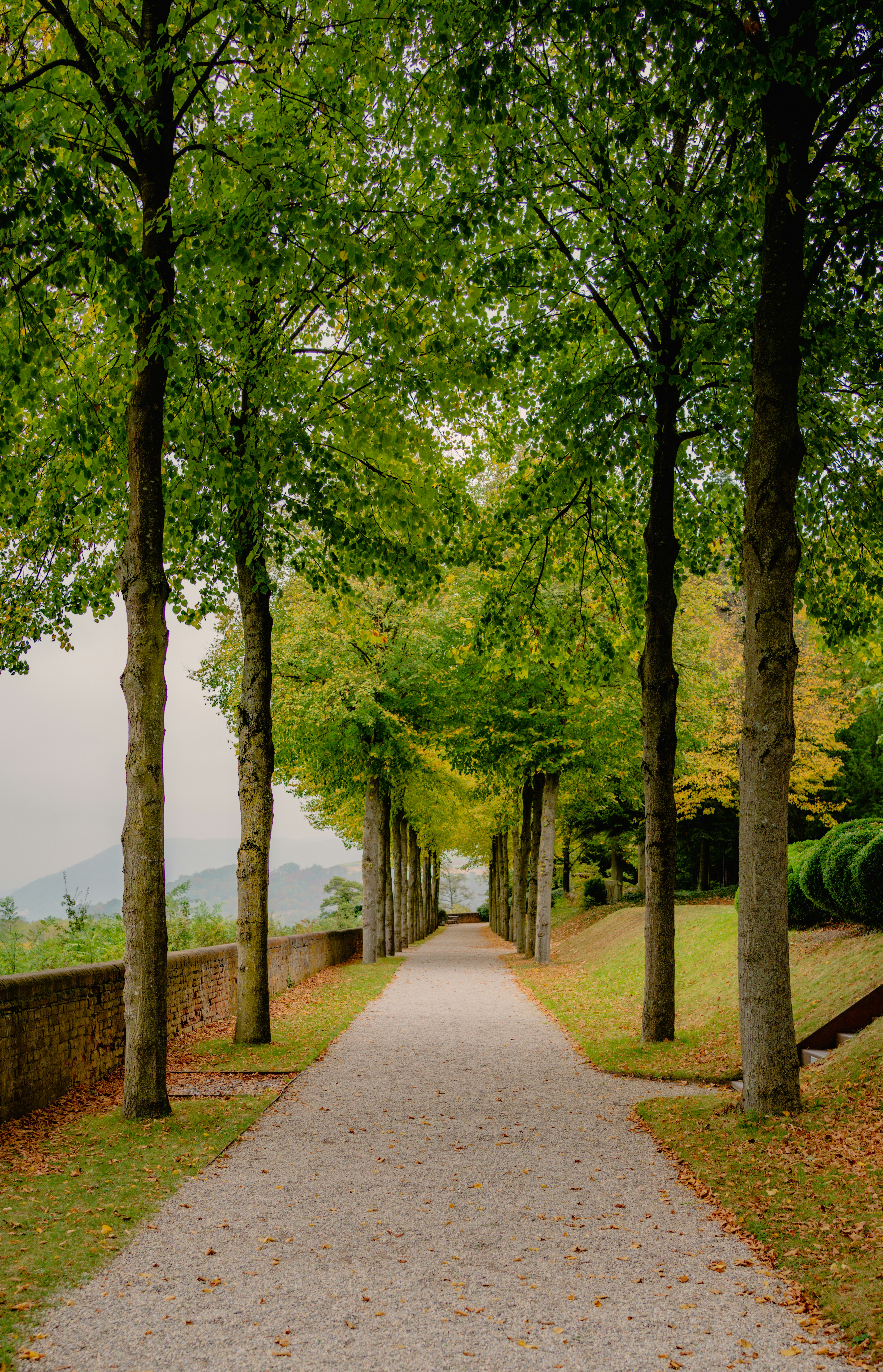 A pathway in a park lined with trees photo – Free Green Image on Unsplash