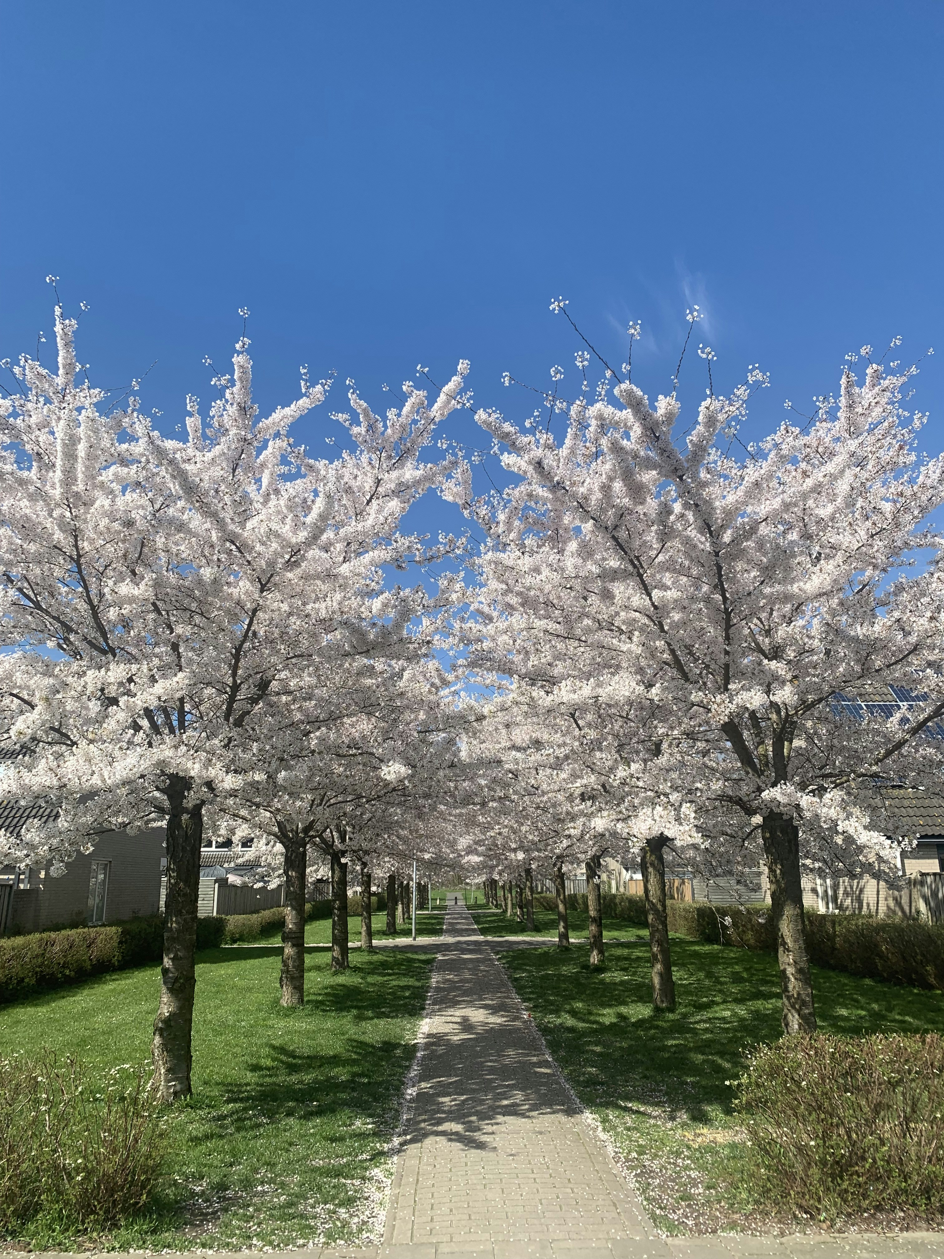 a pathway lined with trees with white flowers
