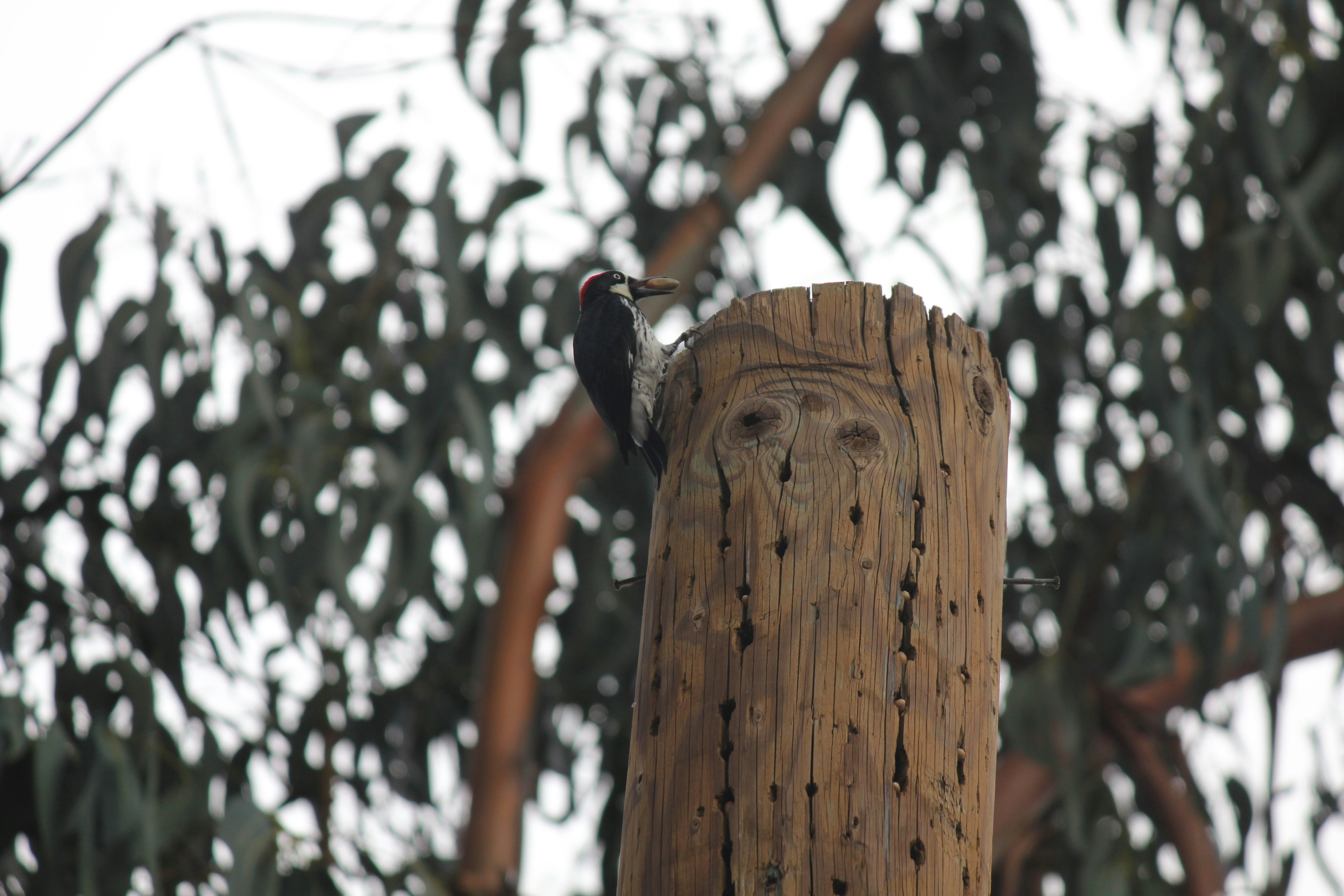 Red-capped Woodpecker on a Weathered Post in a Shadowed Canopy