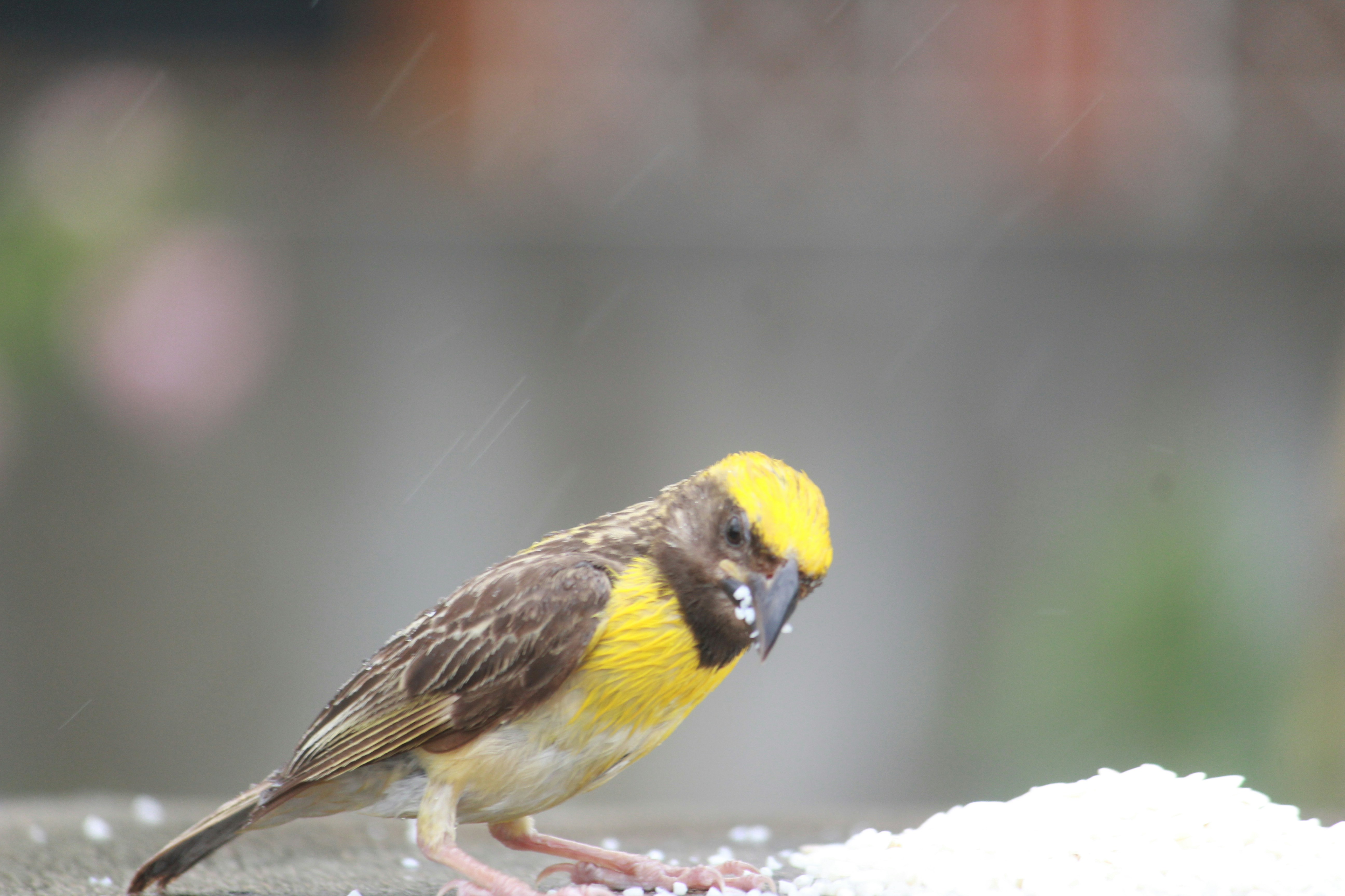 a small yellow and brown bird sitting on a table