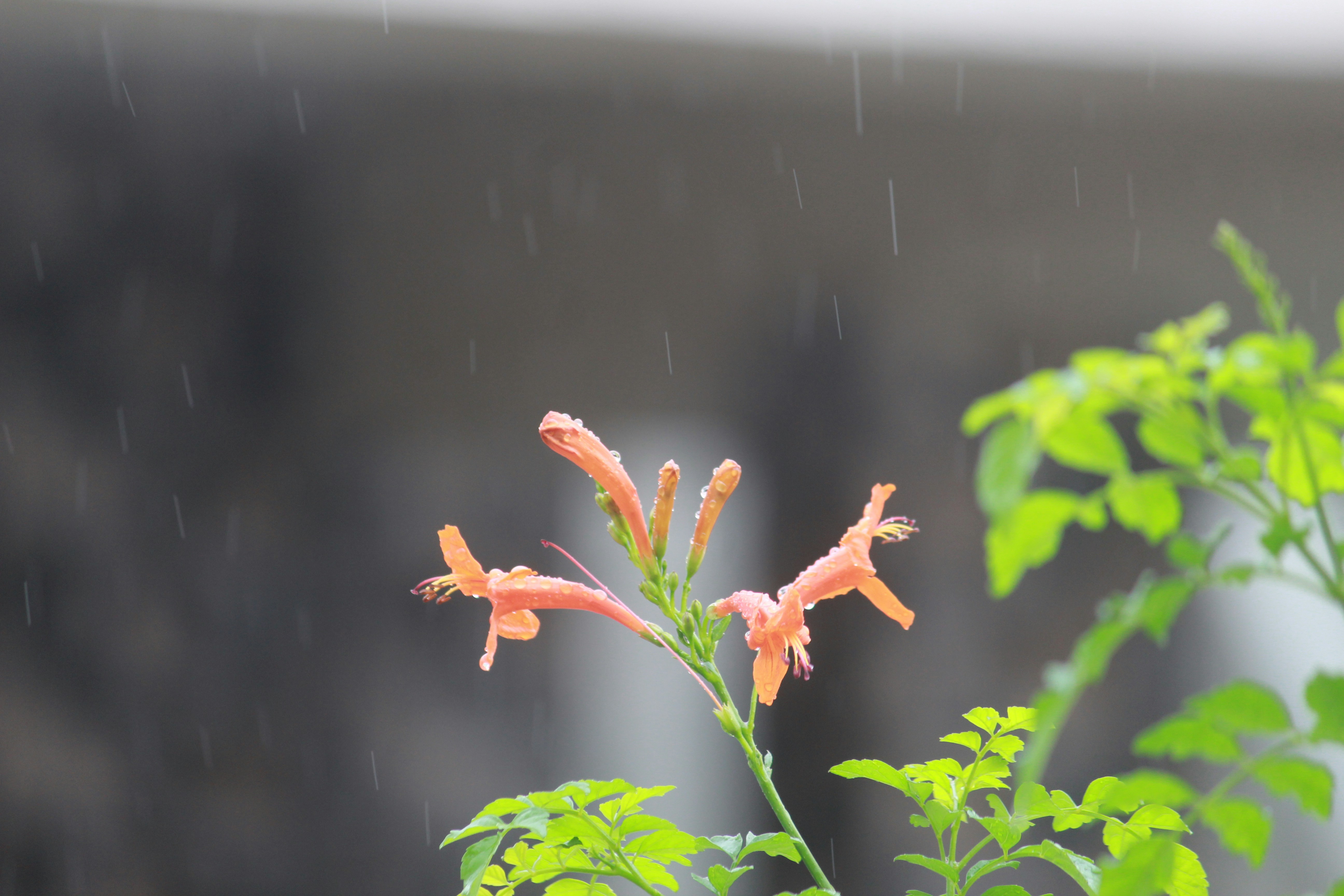 Rain-kissed Orange Trumpets in a Quiet Garden