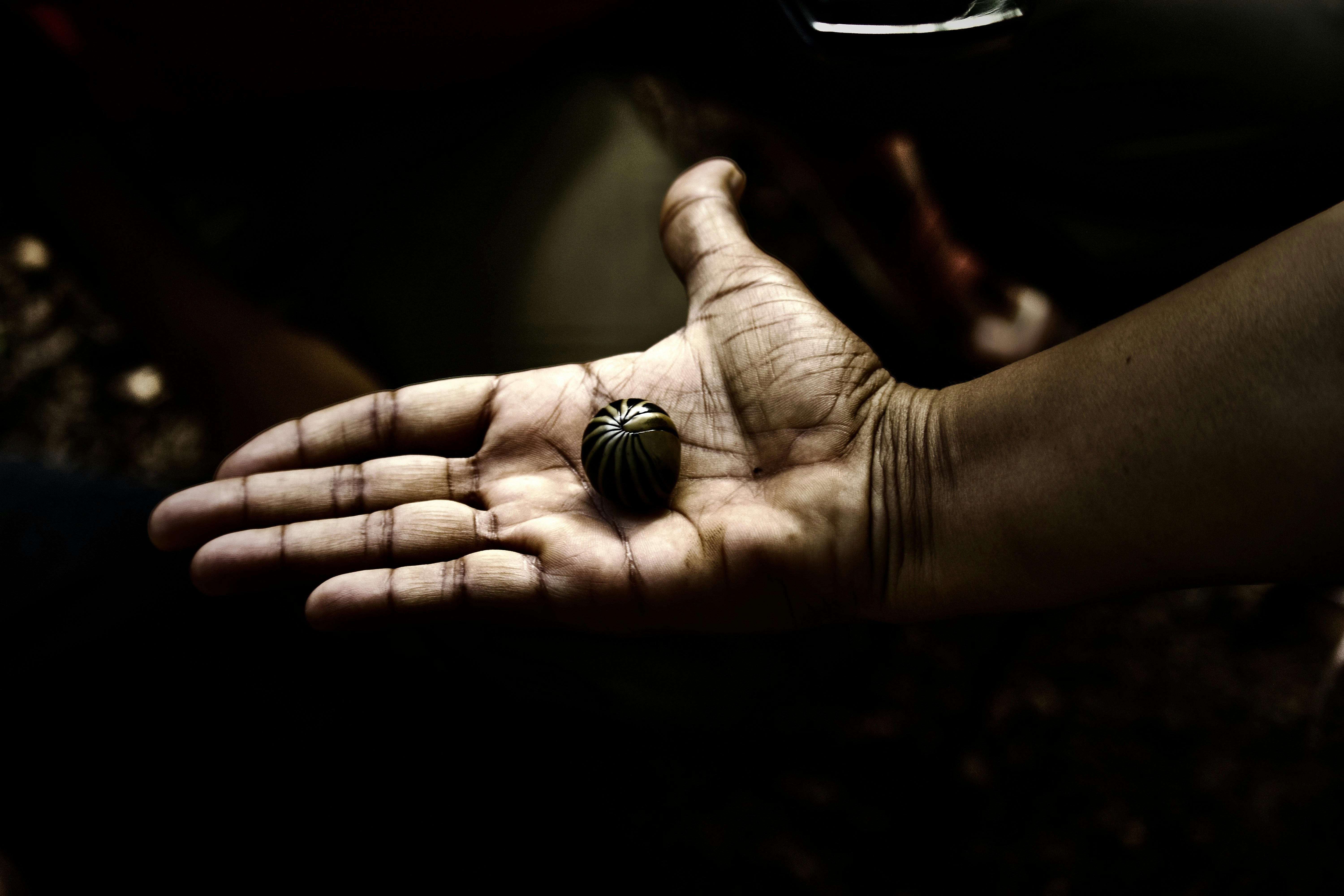 A person holding a small bug in their hand photo – Free Goa Image on ...