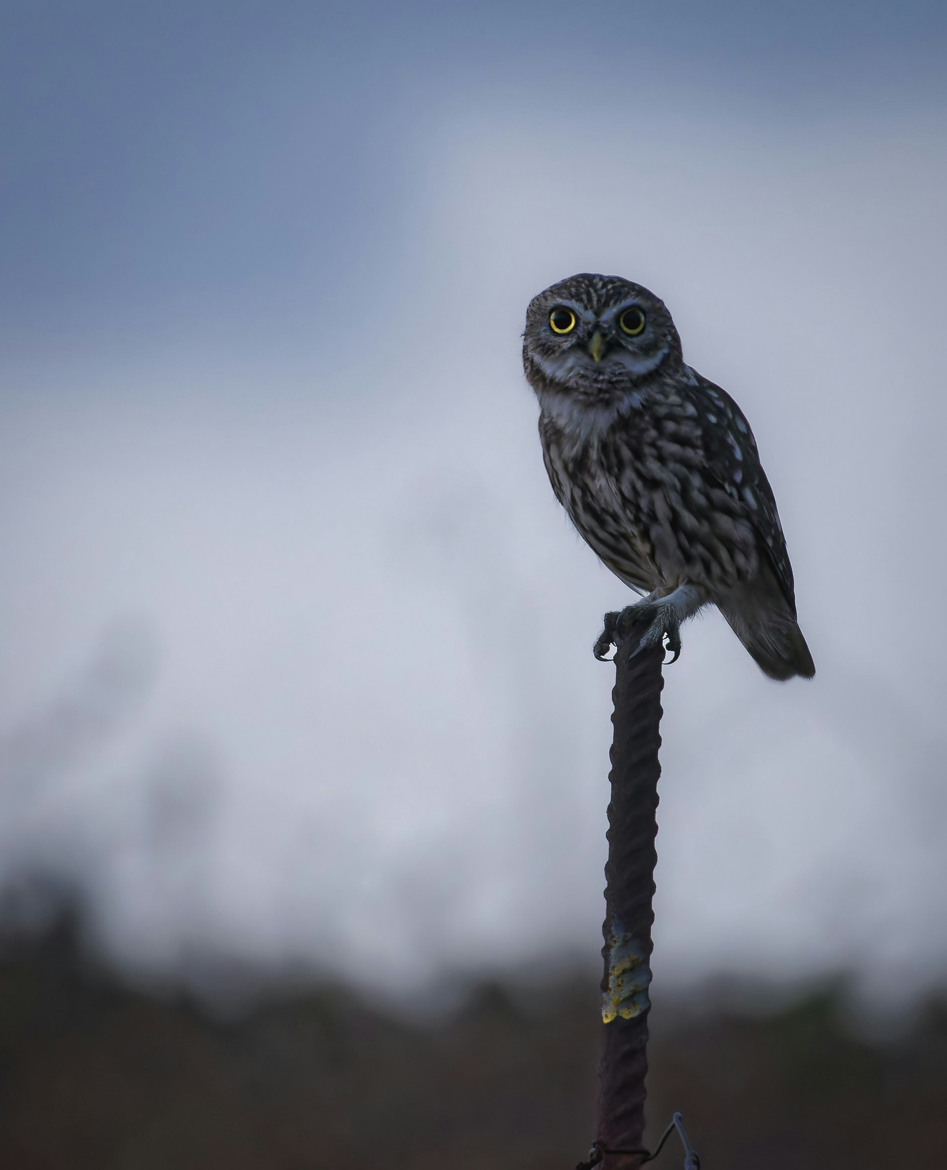 Little Owl