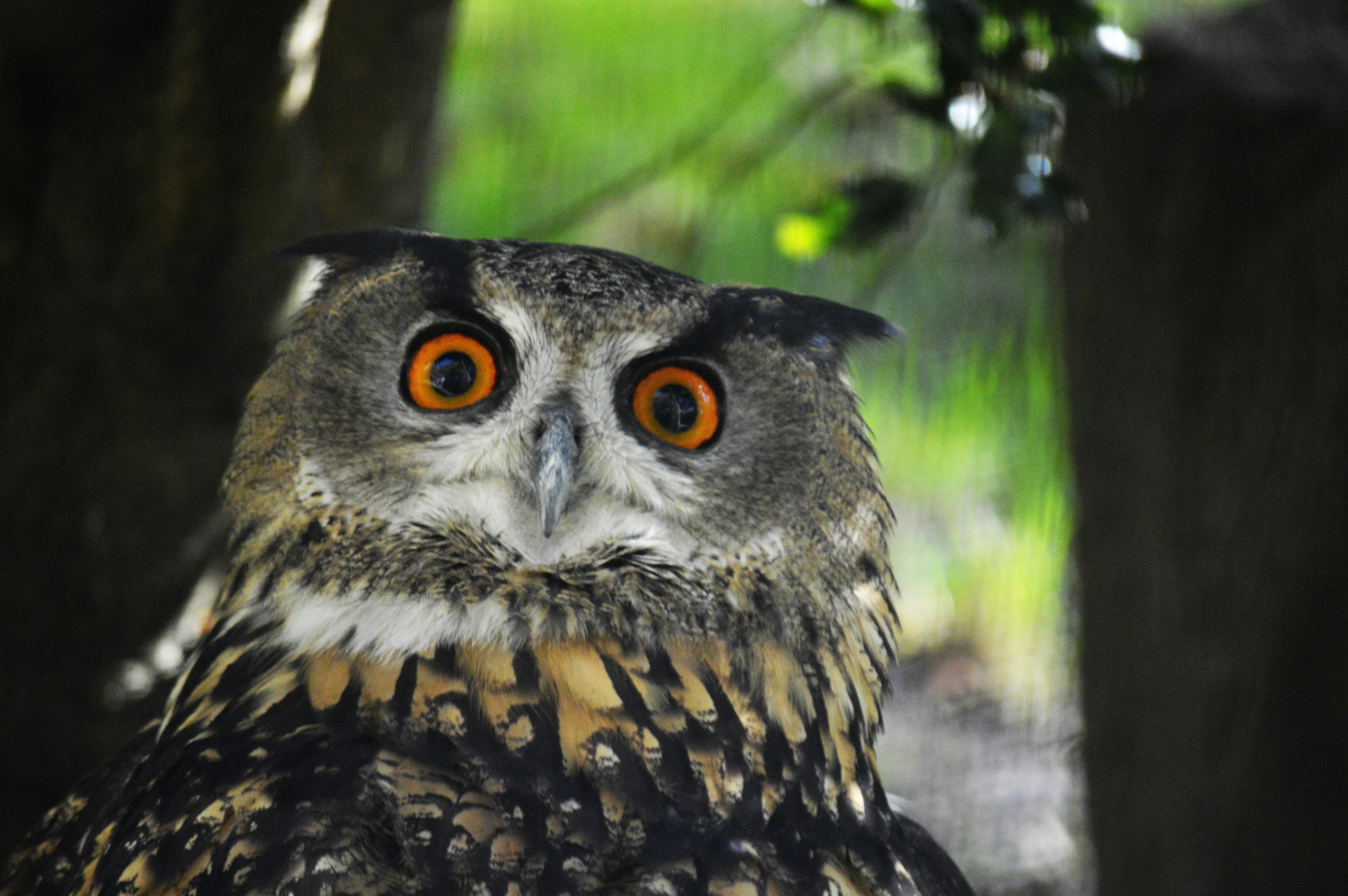 Close-up of an owl with striking orange eyes, showcasing its intricate feather patterns and intense expression. The background features blurred greenery, enhancing the subject's prominence.