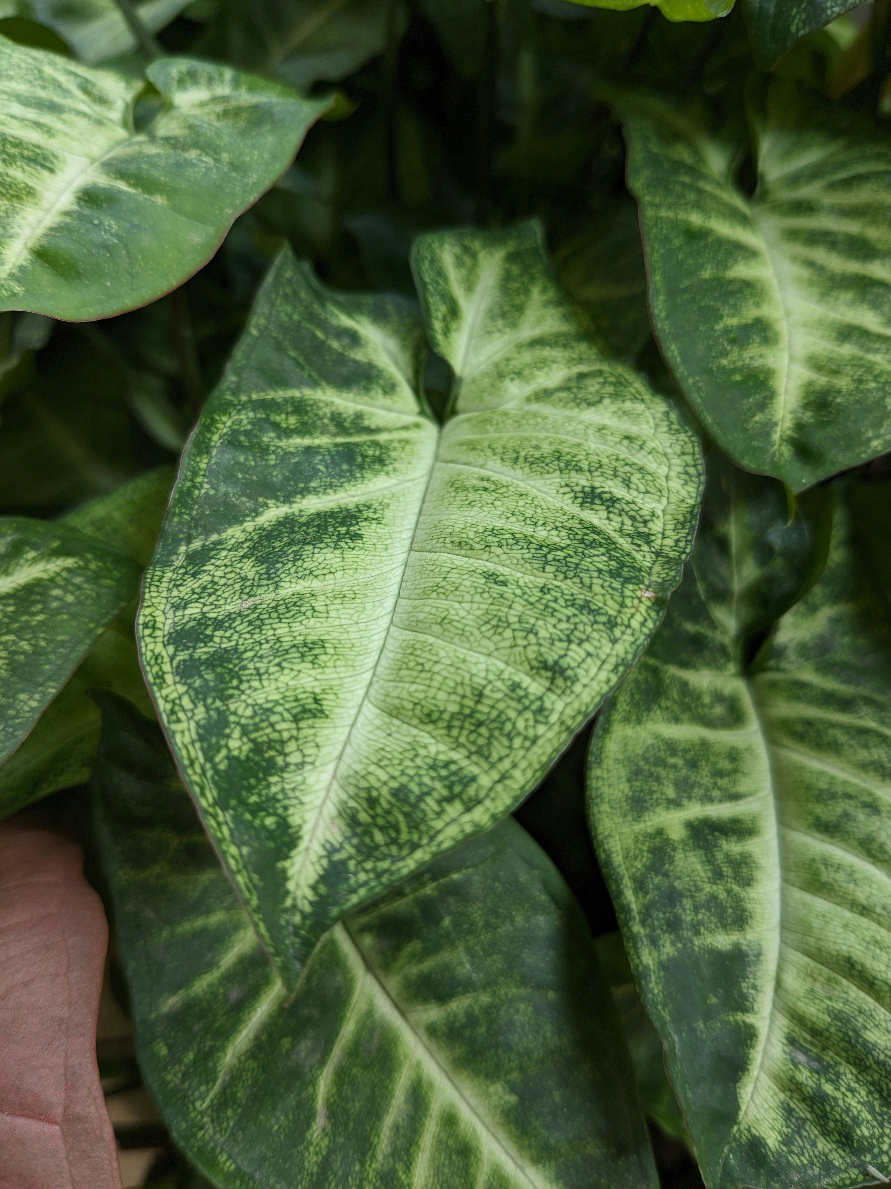 Sample photo from Google Pixel 6a