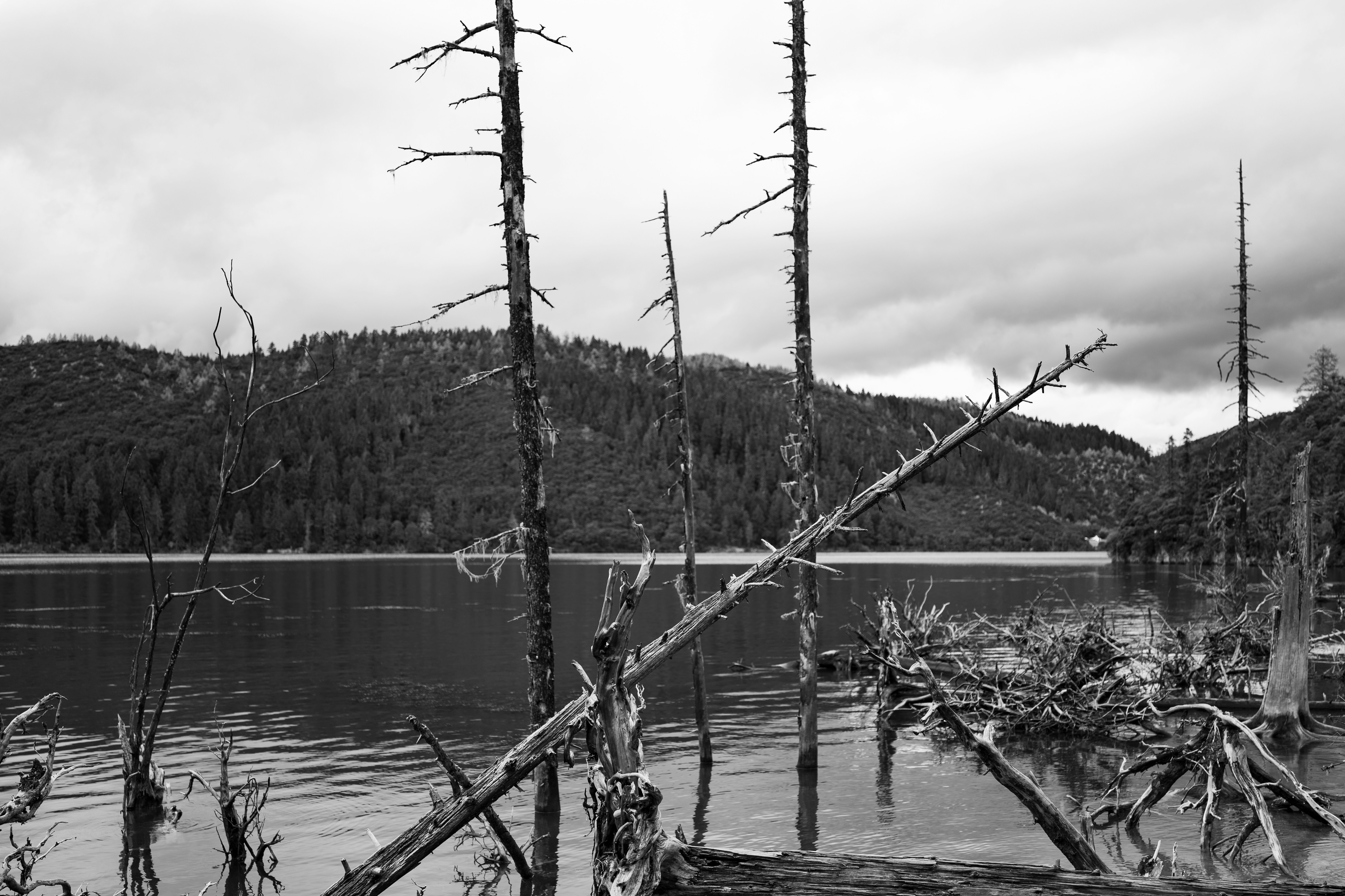 Skeleton Pines at the Glassy Lake