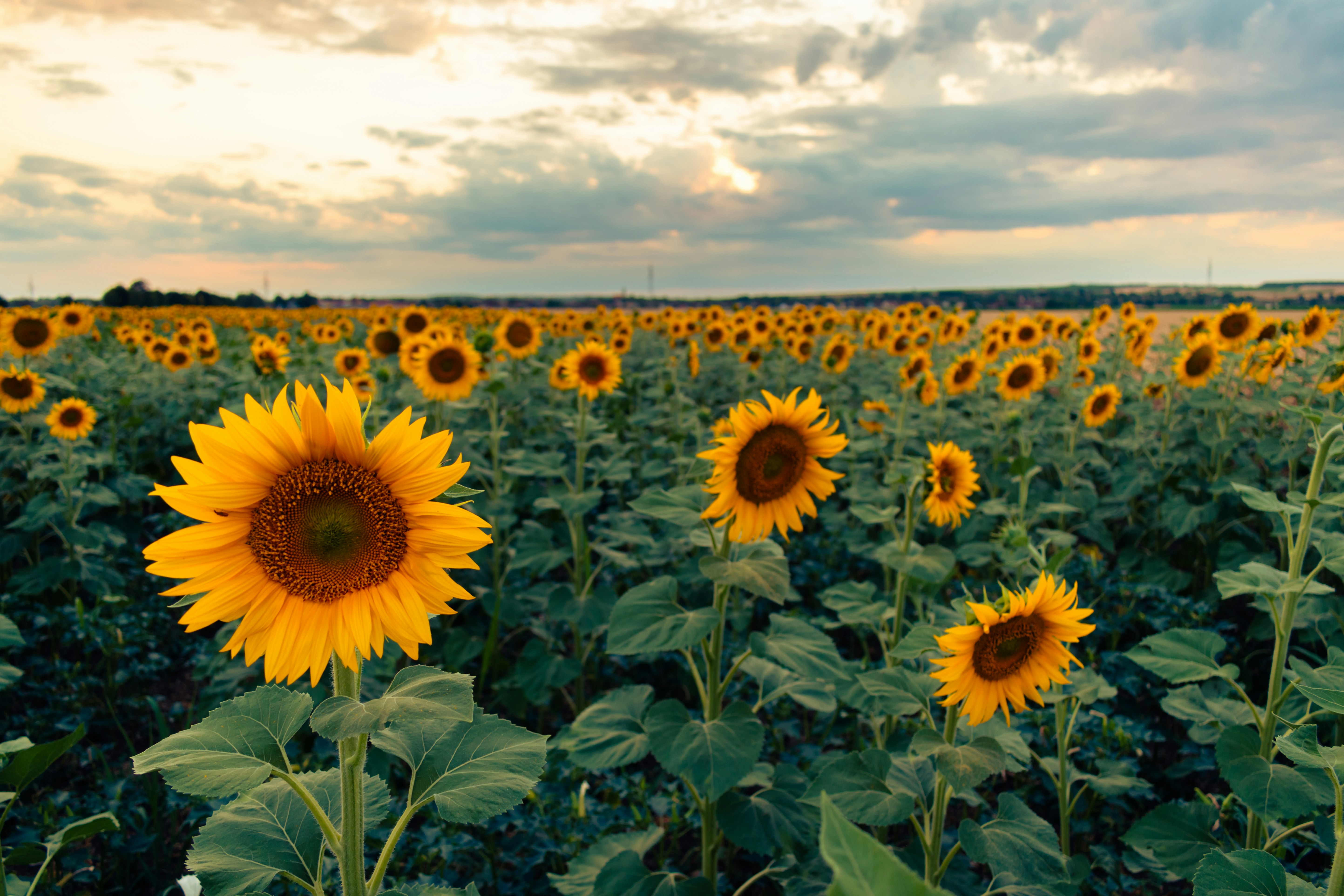 A large field of sunflowers under a cloudy sky photo – Free Flower ...