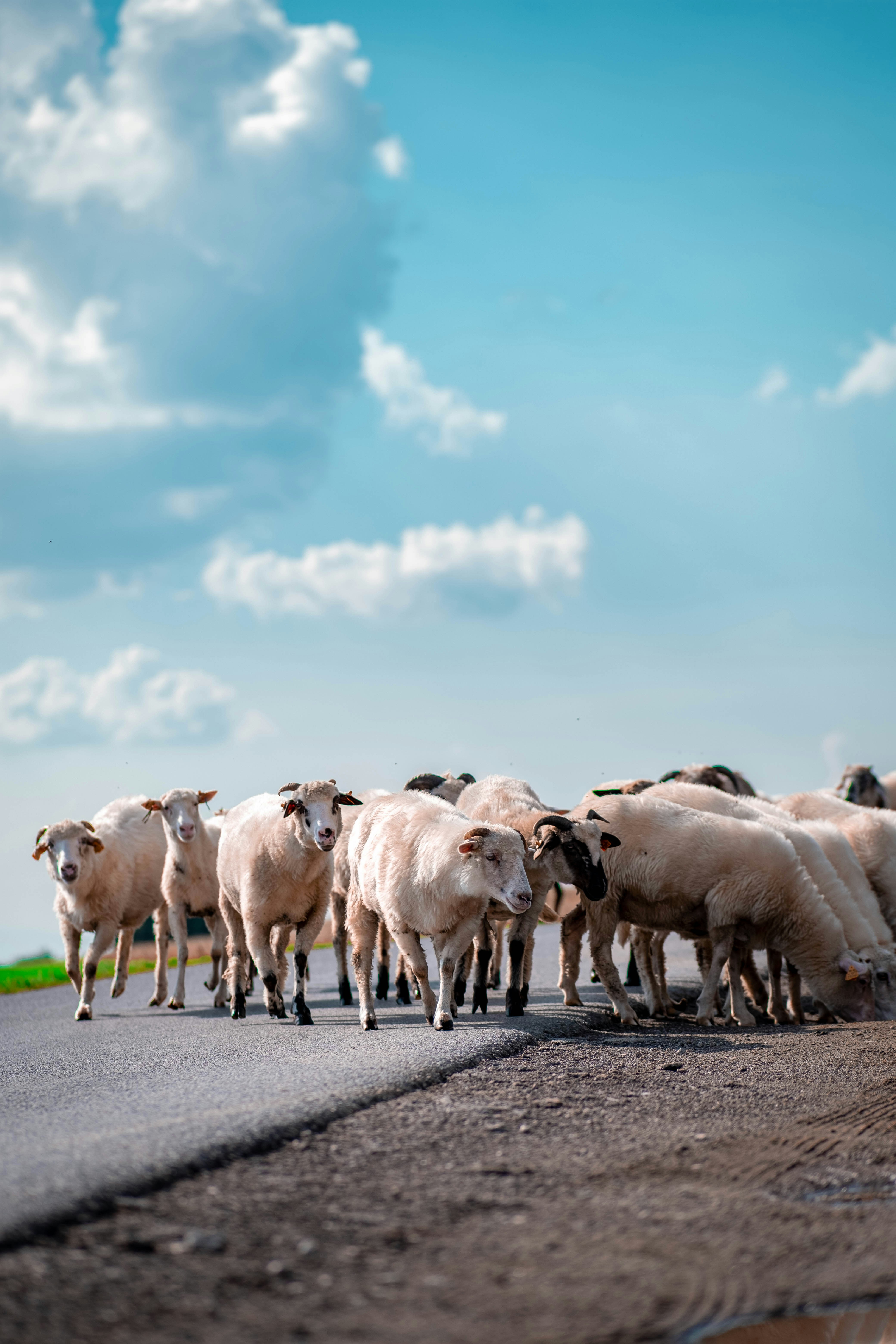 A herd of sheep walking down a road photo – Free Sheep Image on Unsplash