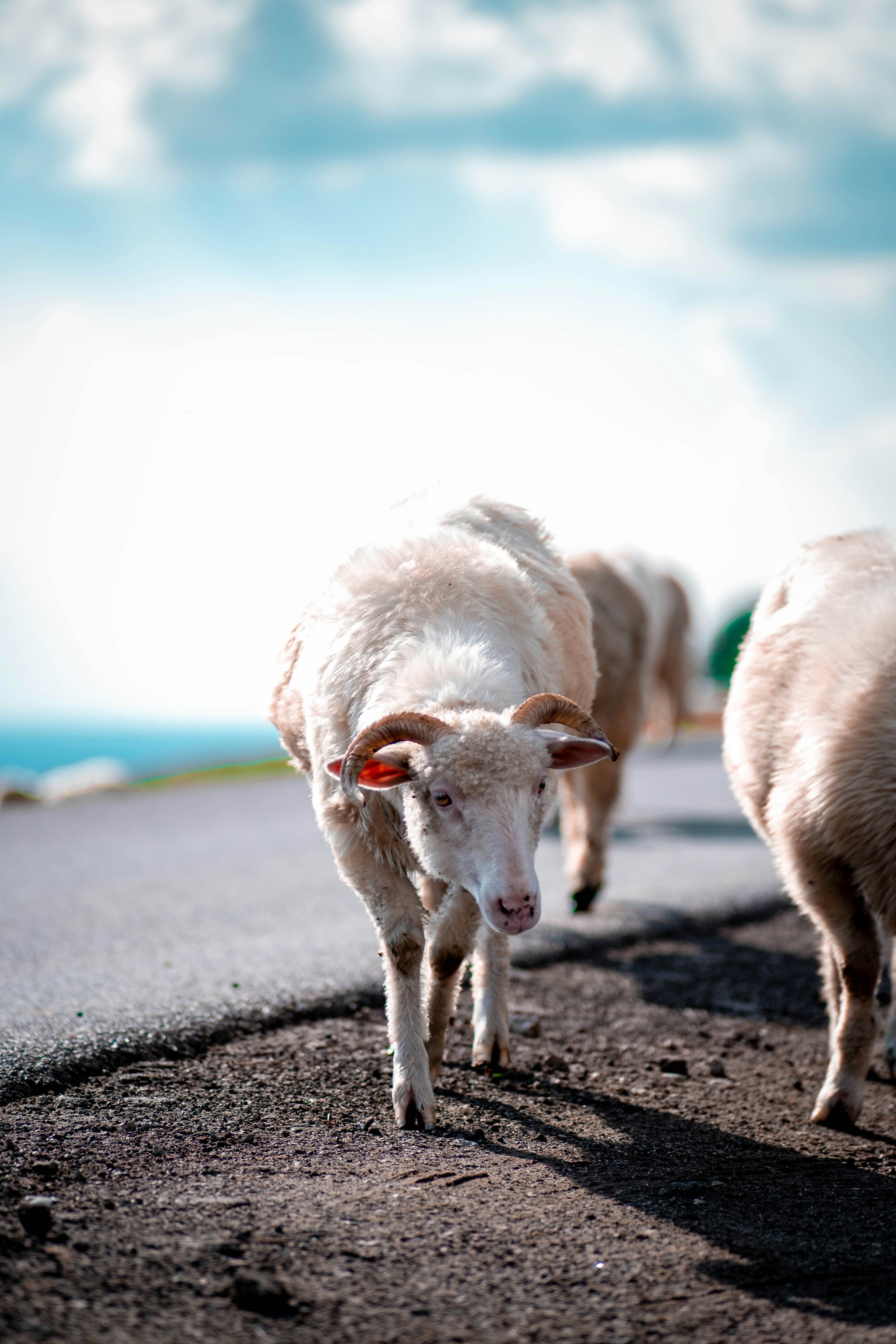 A couple of sheep walking down a road photo – Free Sheep Image on Unsplash