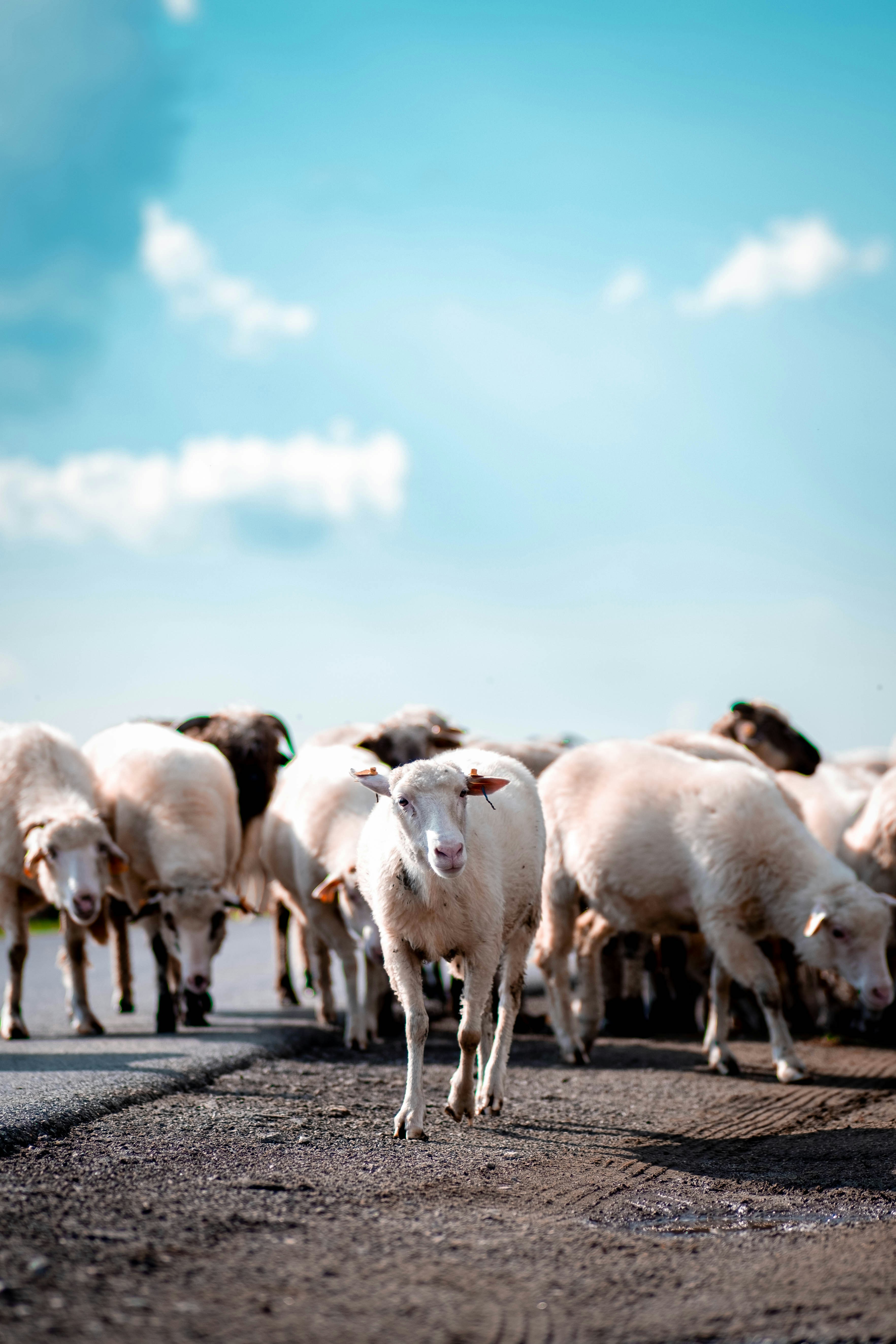 A herd of sheep walking down a road photo – Free Sheep Image on Unsplash