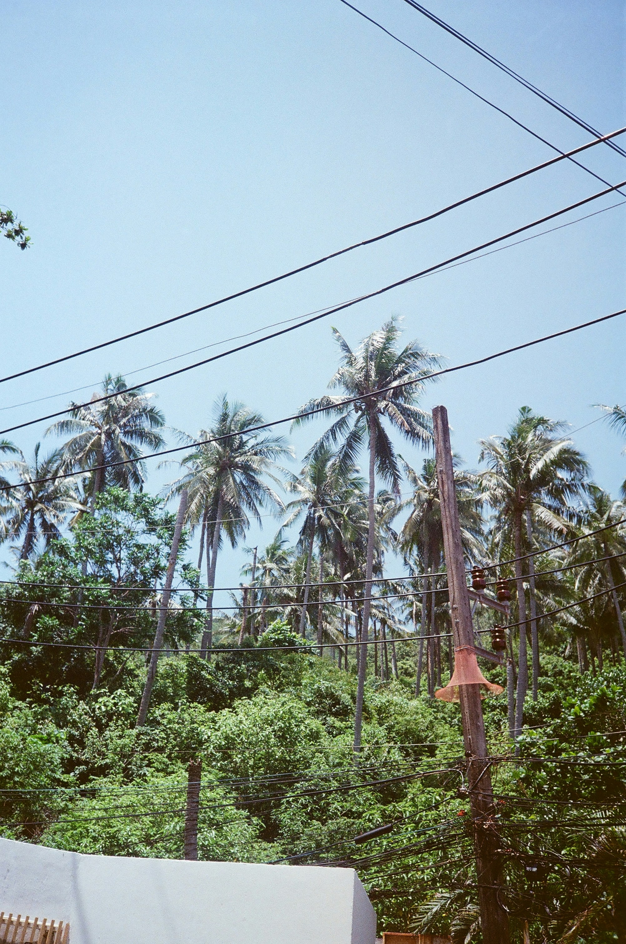 A view of a bunch of palm trees in the distance photo – Free Sea Image ...