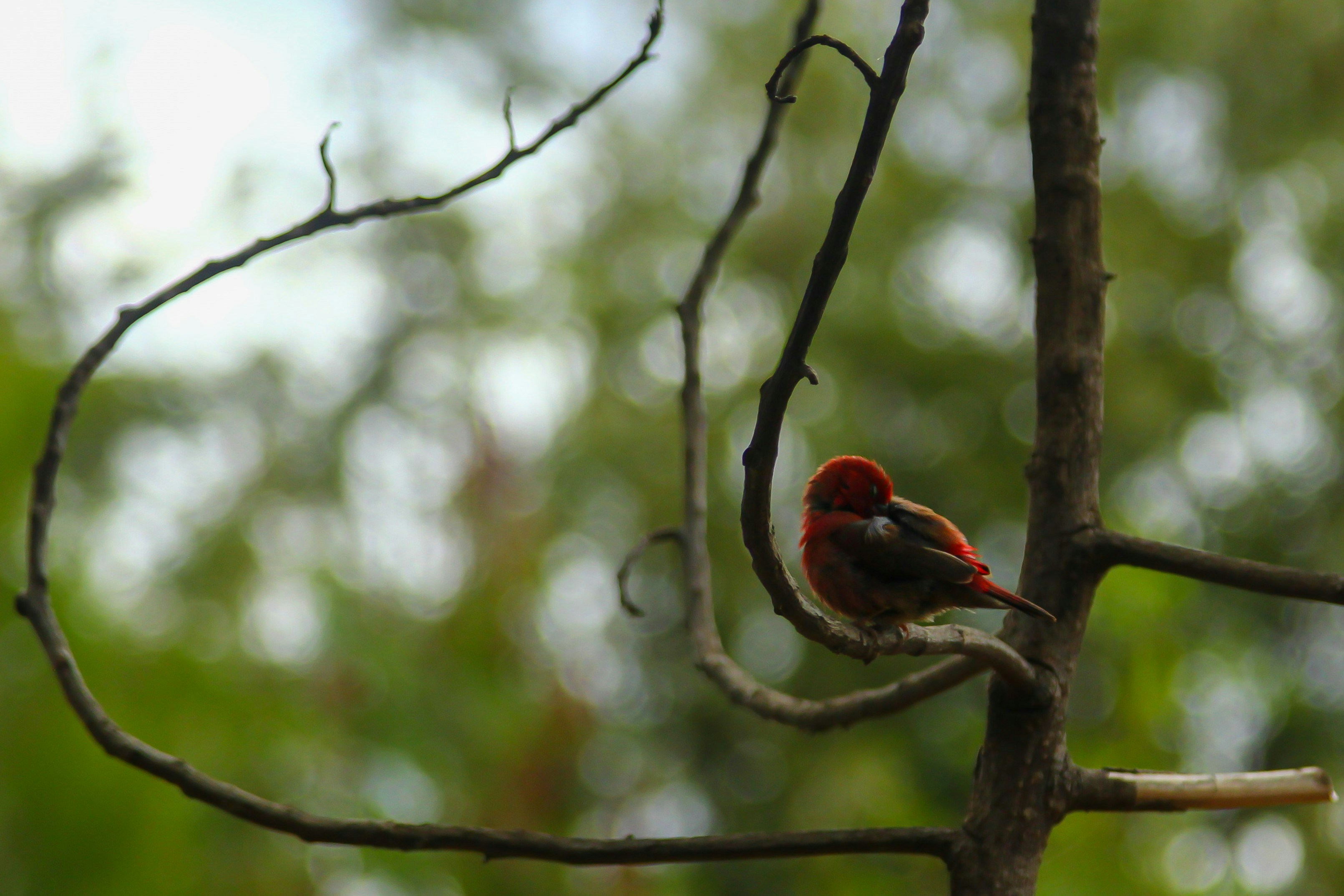 Crimson Ember Perched on a Twisted Branch in a Quiet Green Canopy