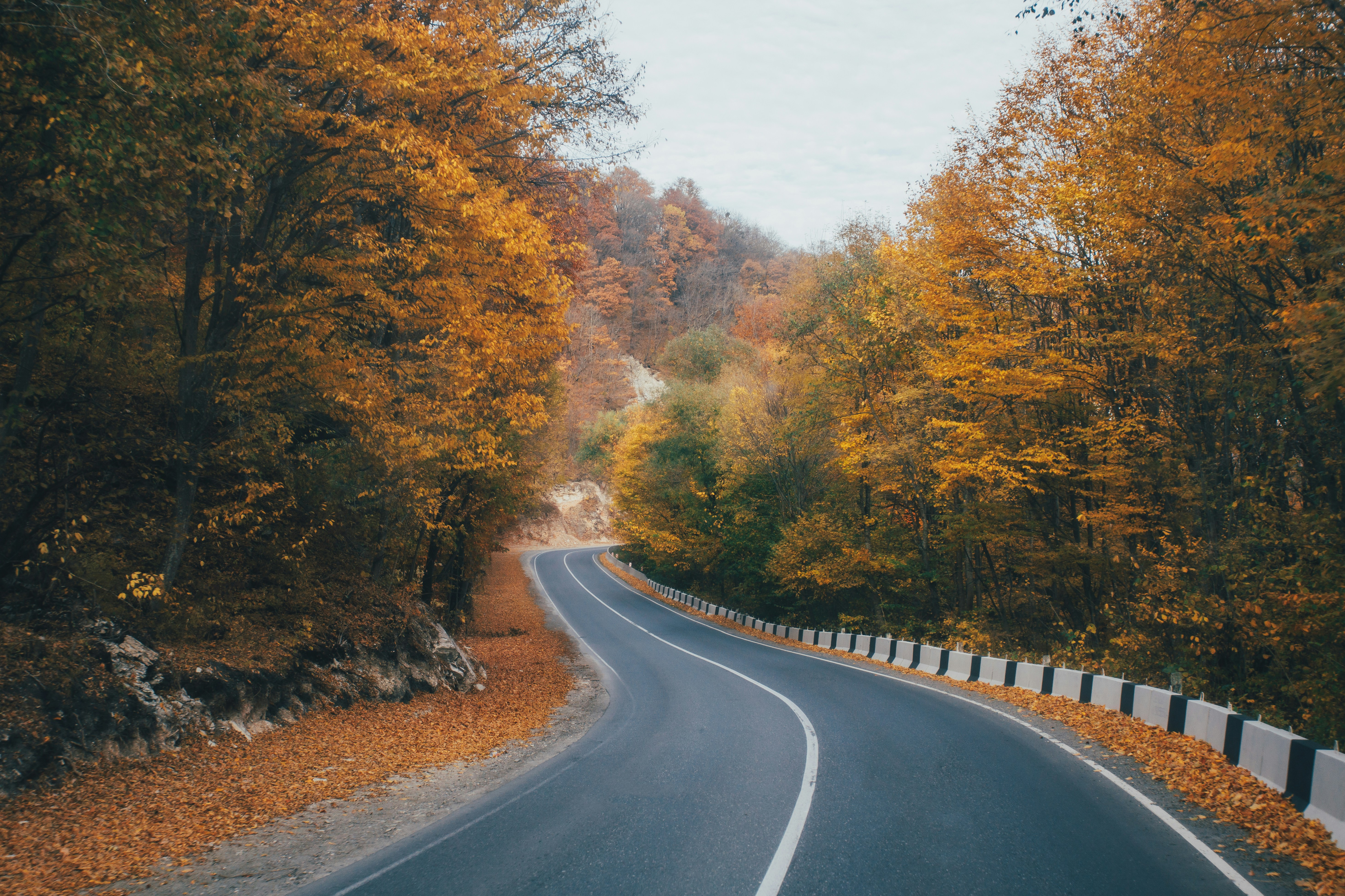 A curved road surrounded by trees in the fall photo – Free Forest Image ...