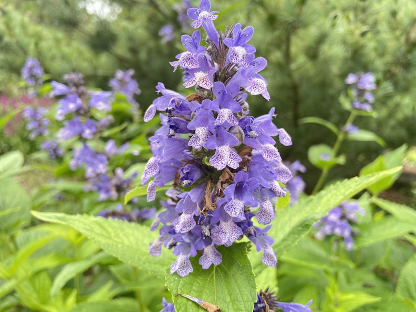 The Medicinal Benefits of Catnip | Healing In Garden