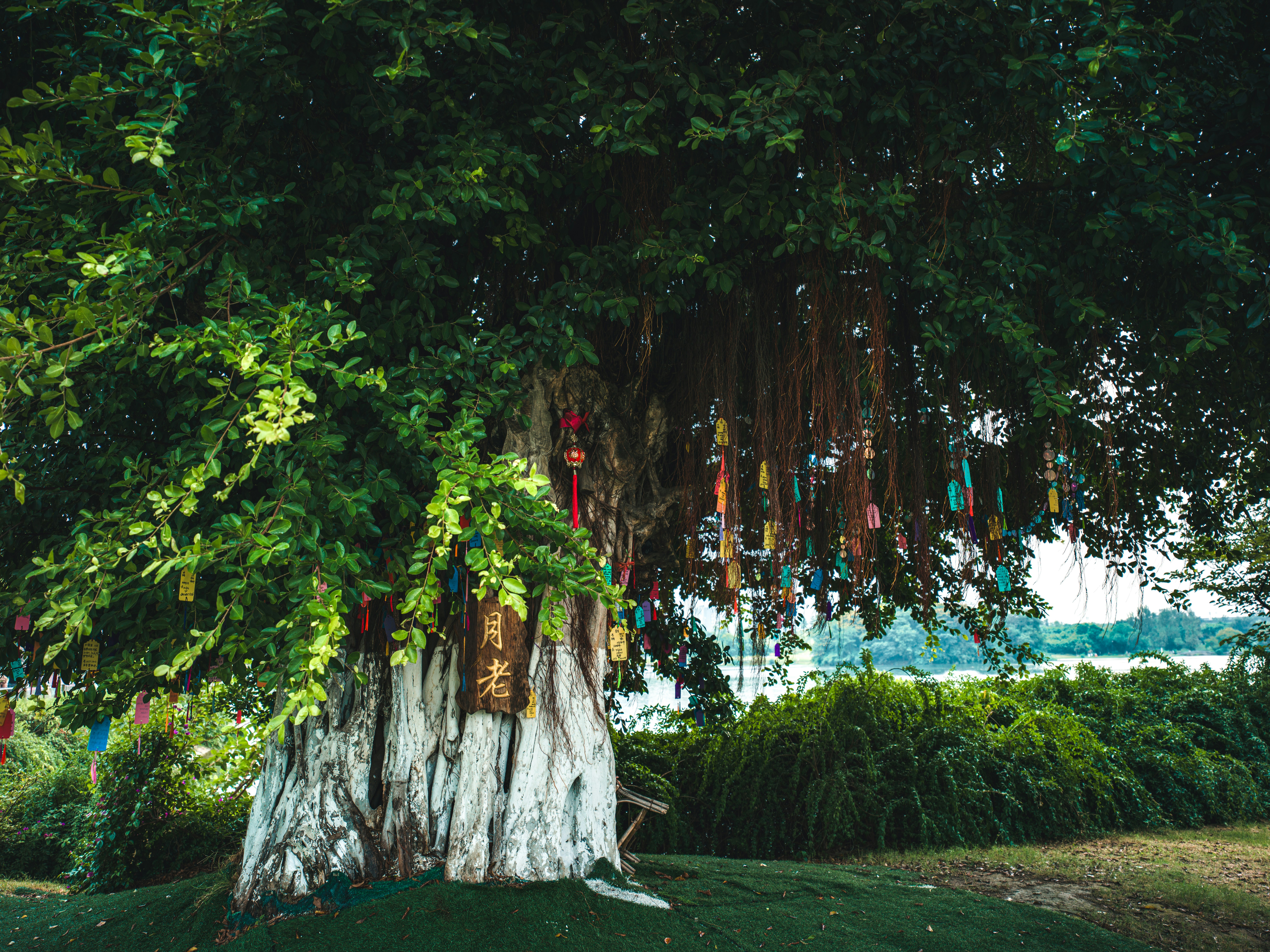 Colorful ribbons hang from a sturdy tree beside a calm lake, creating a vibrant focal point in a tranquil lakeside scene.