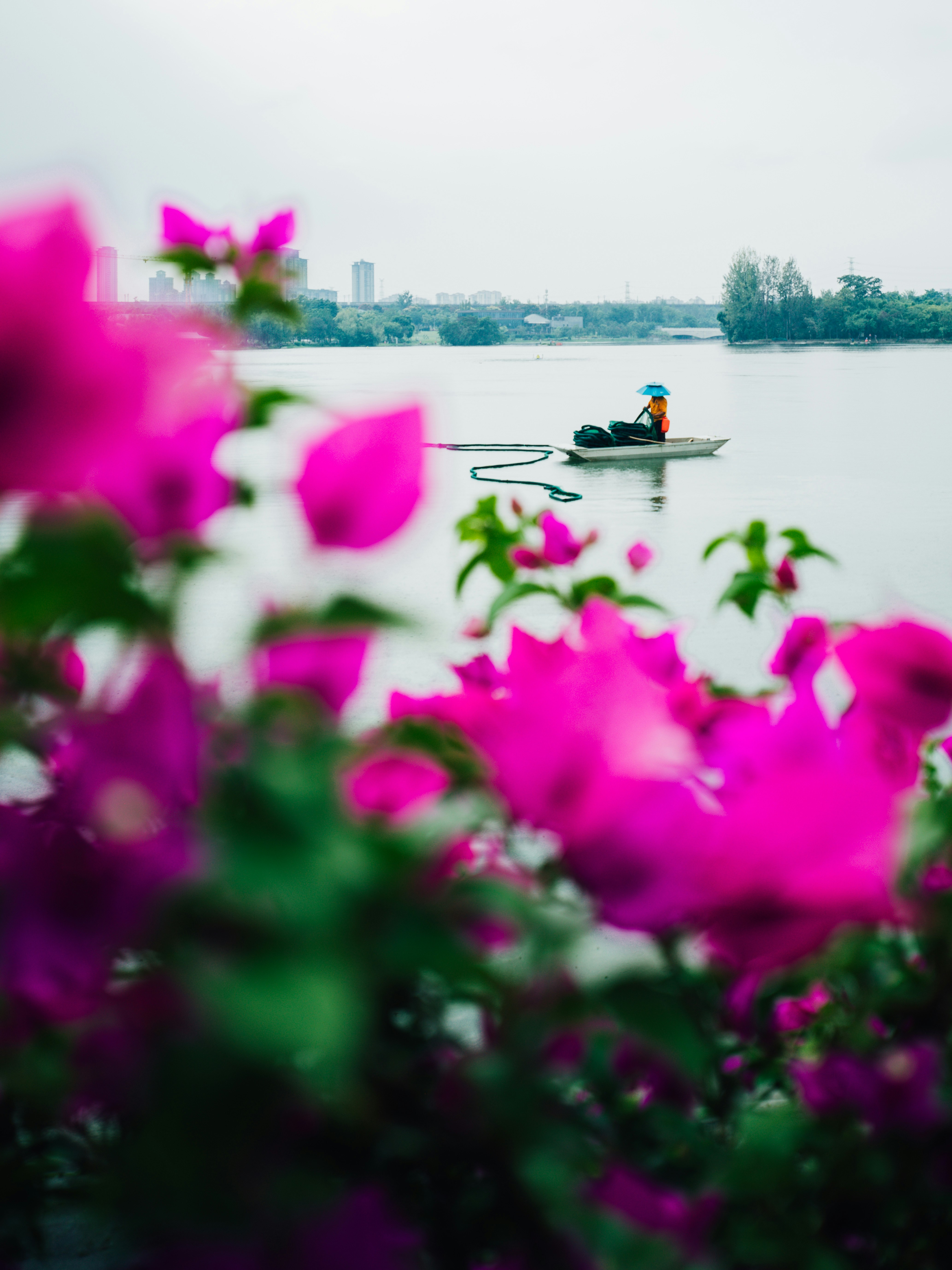 A lone rower in a small boat glides across a calm river, framed by vivid pink blossoms in the foreground with a distant city skyline.