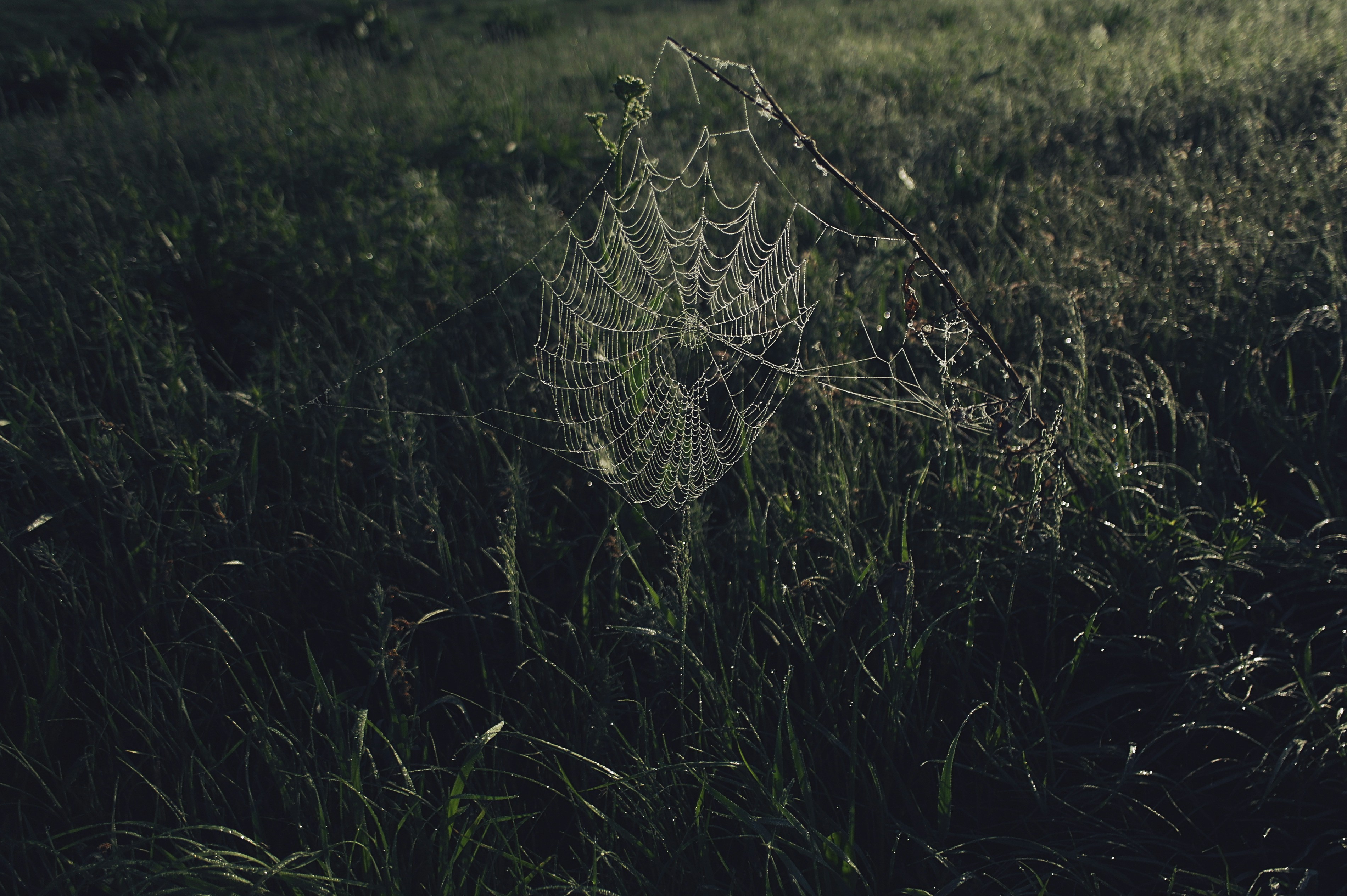 Morning Dew on a Delicate Web