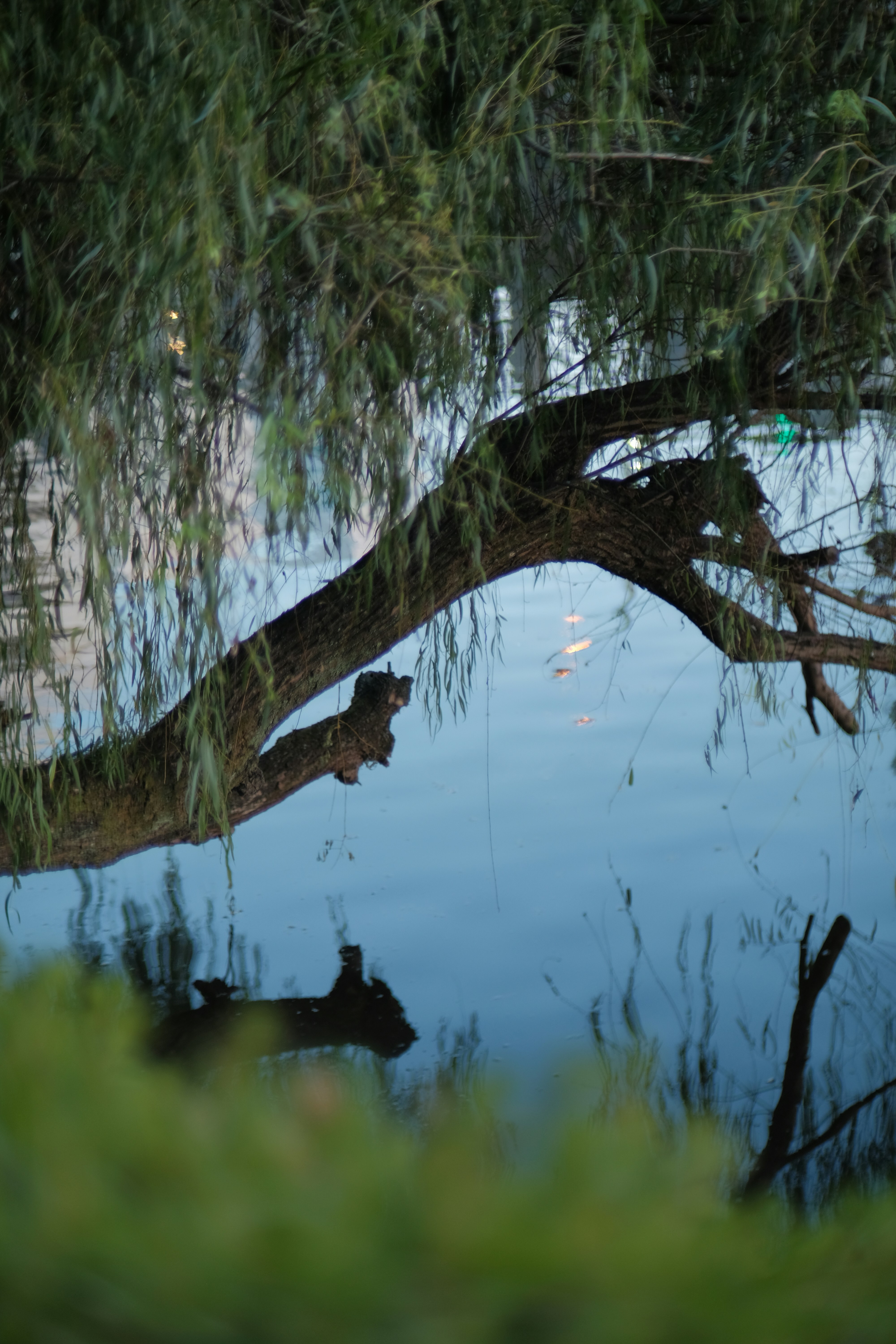 A tree branch hanging over a body of water photo – Free Blue Image on ...