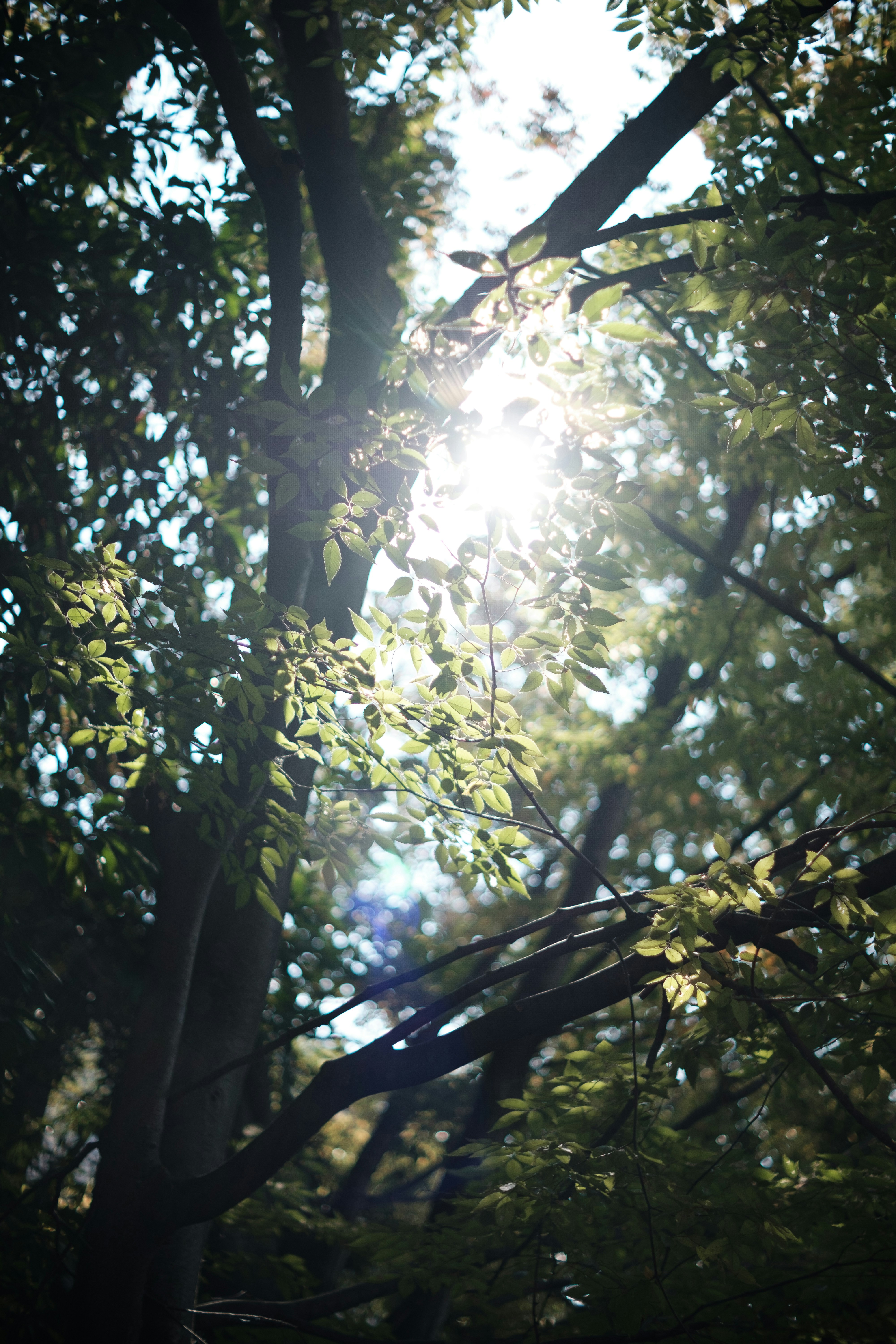 The sun shines through the leaves of a tree photo – Free Land Image on ...
