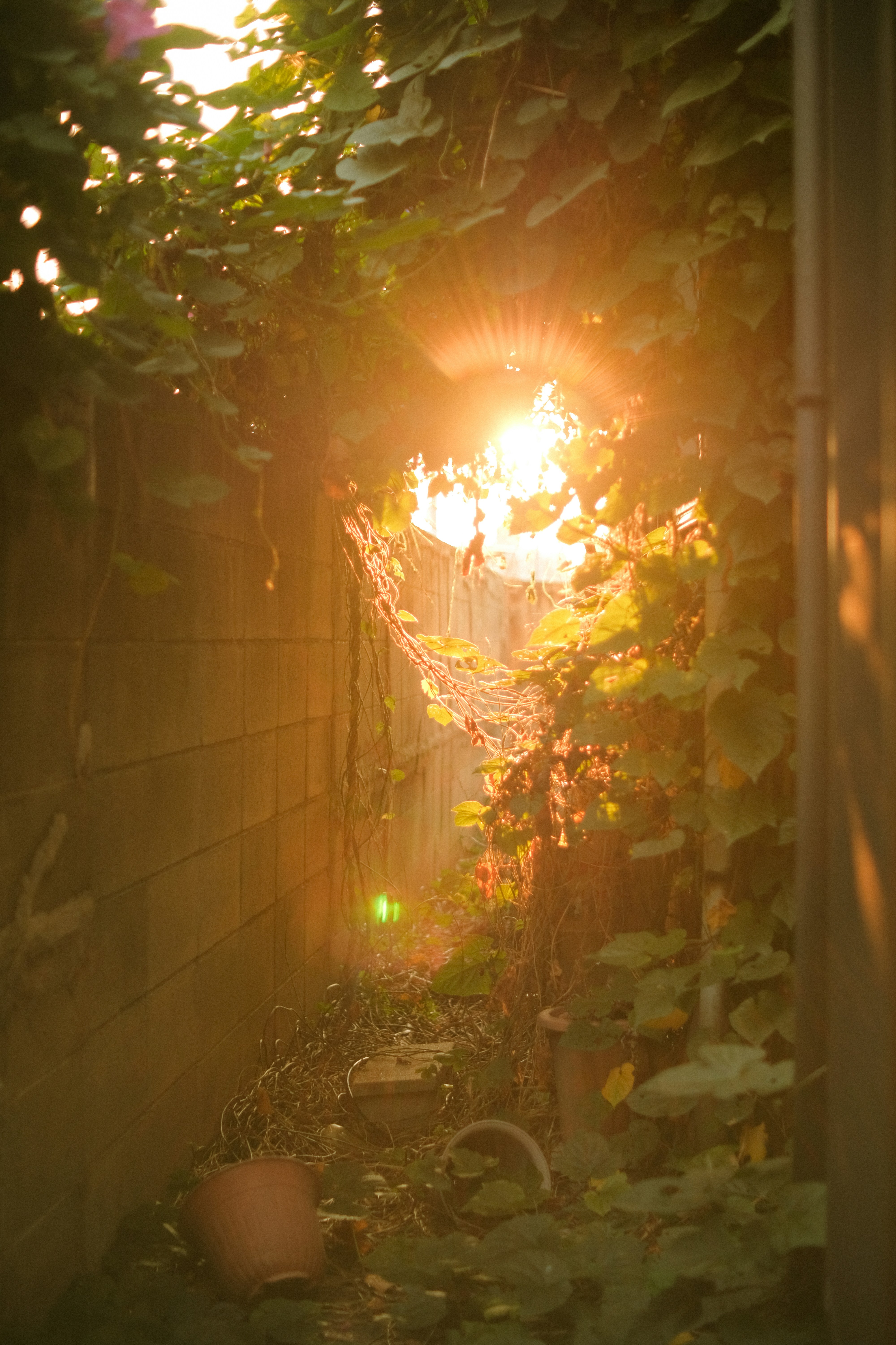 Gilded Passage Through a Vine-Wrapped Alley