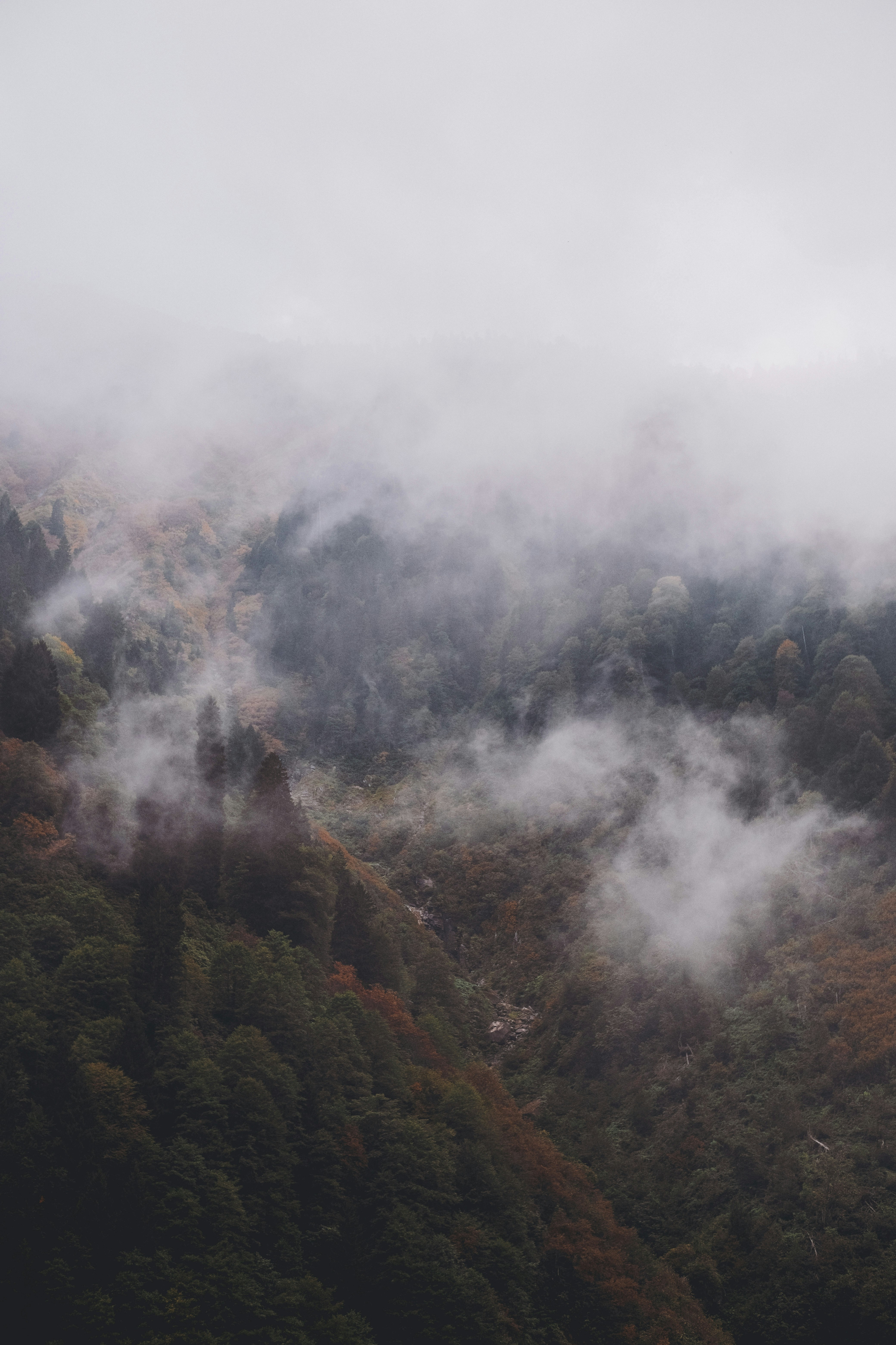 Thick mist drifts over lush, forested hills creating a mysterious atmosphere.