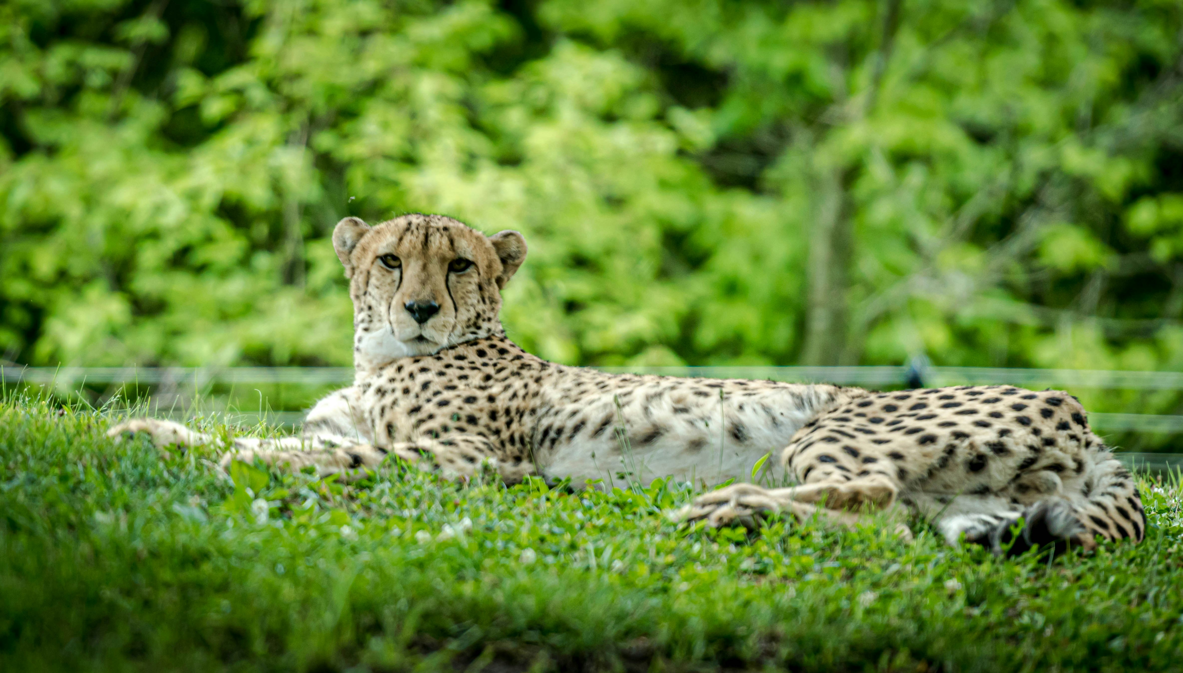 Verdant Quiet: A Cheetah Repose Beneath a Lush Park Backdrop