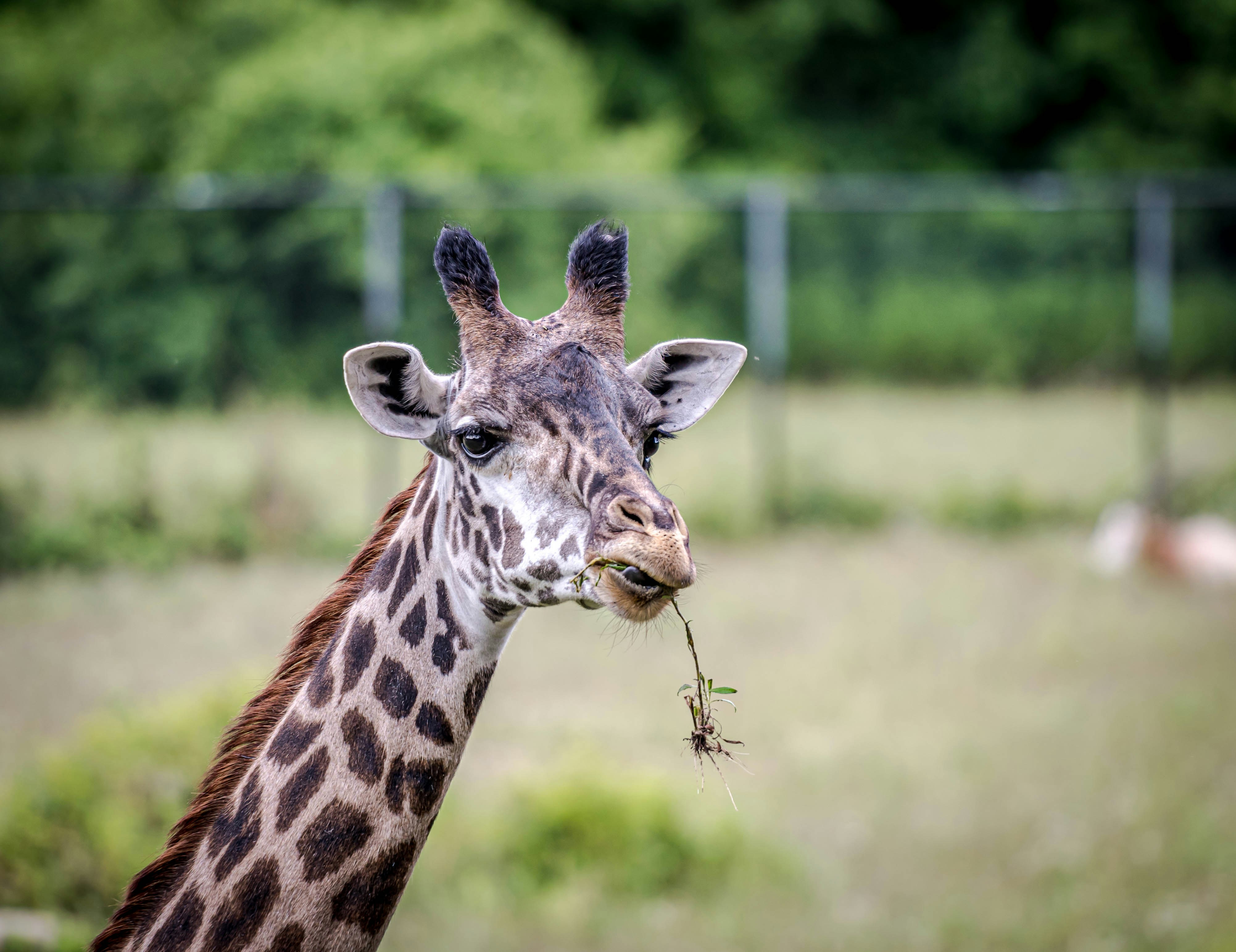 Giraffe Eating Pictures | Download Free Images on Unsplash