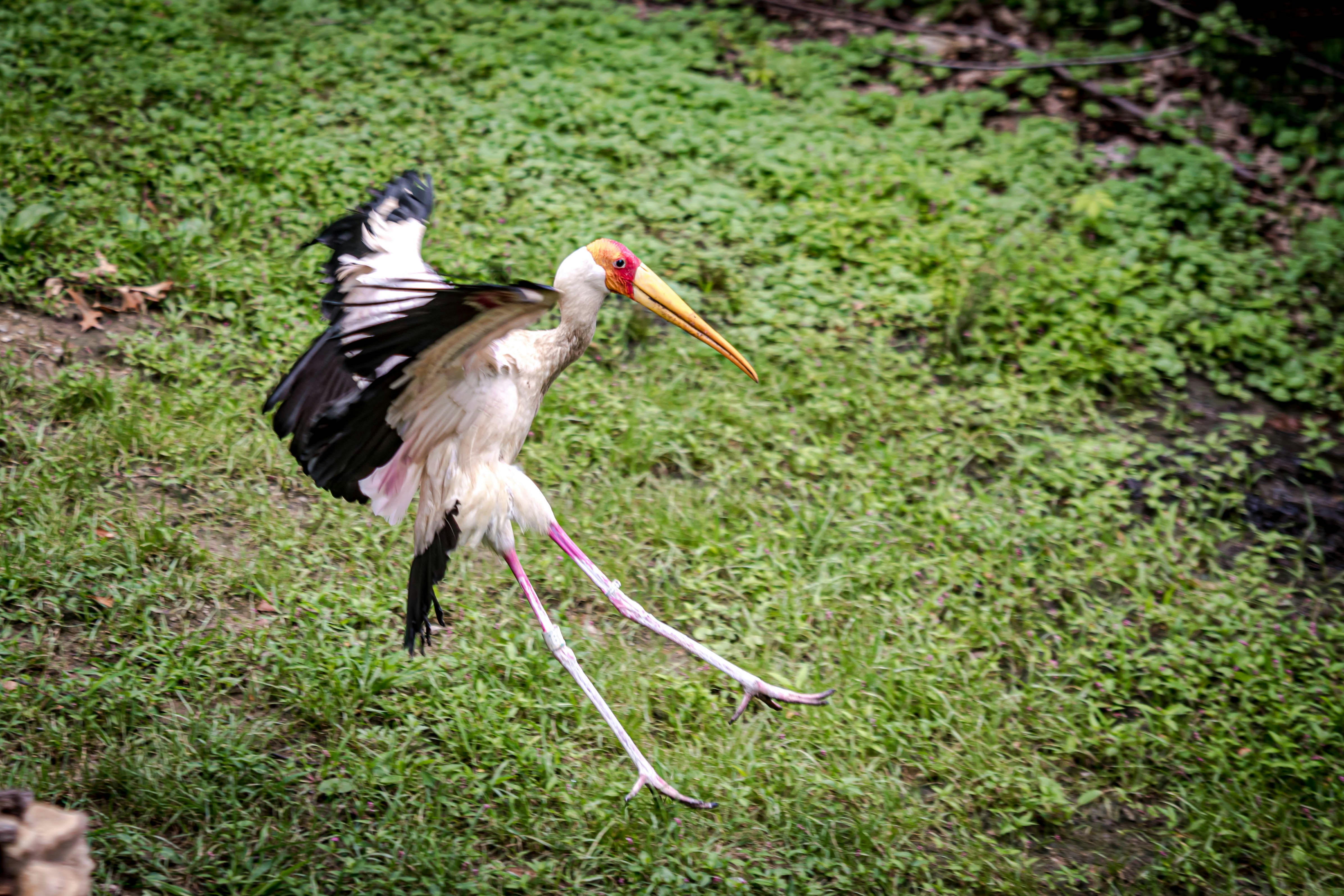 Wingbeat Pause: White stork glides low over a mossy meadow