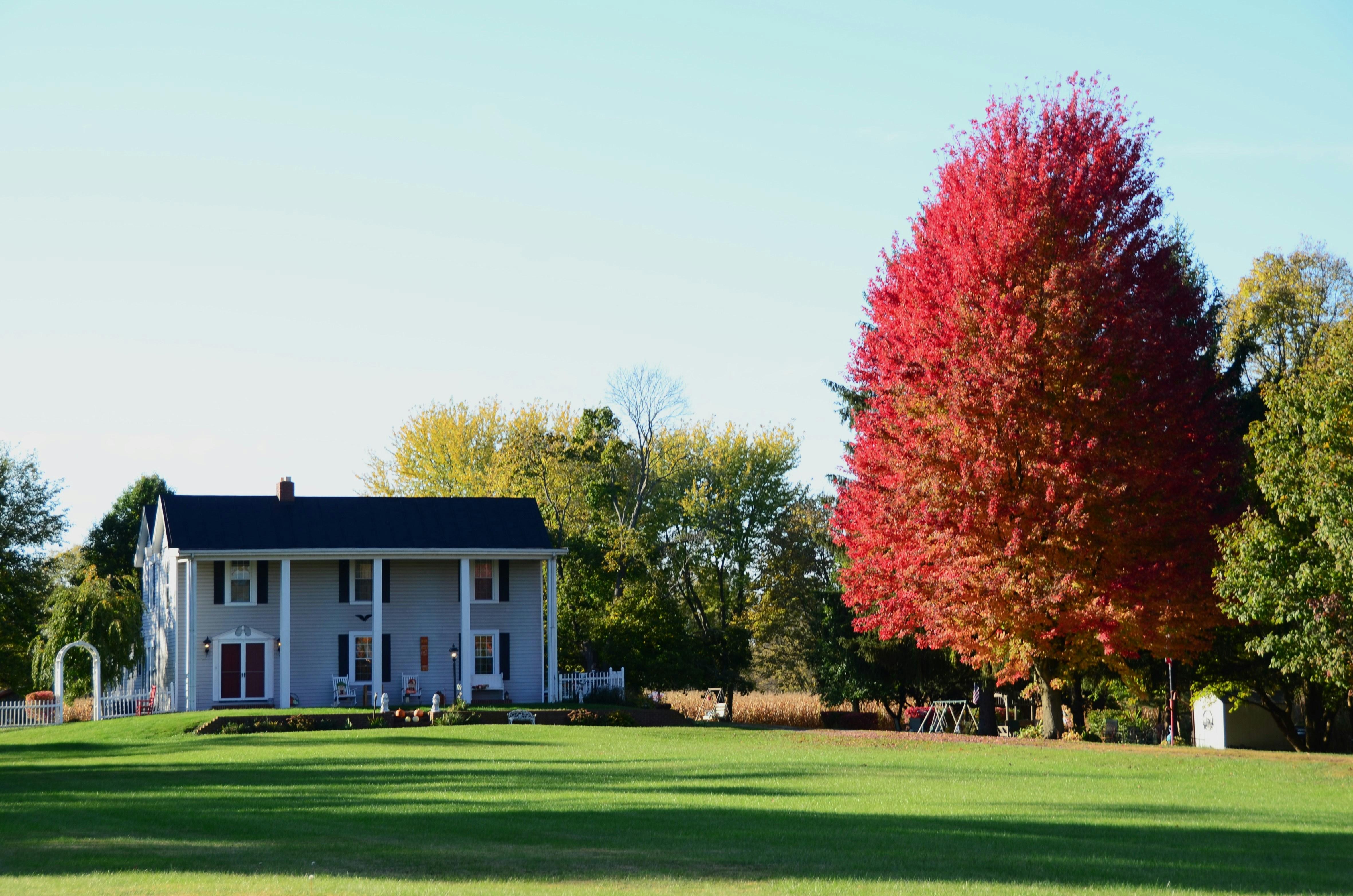 A white house with a red tree in front of it photo – Free Grass Image ...