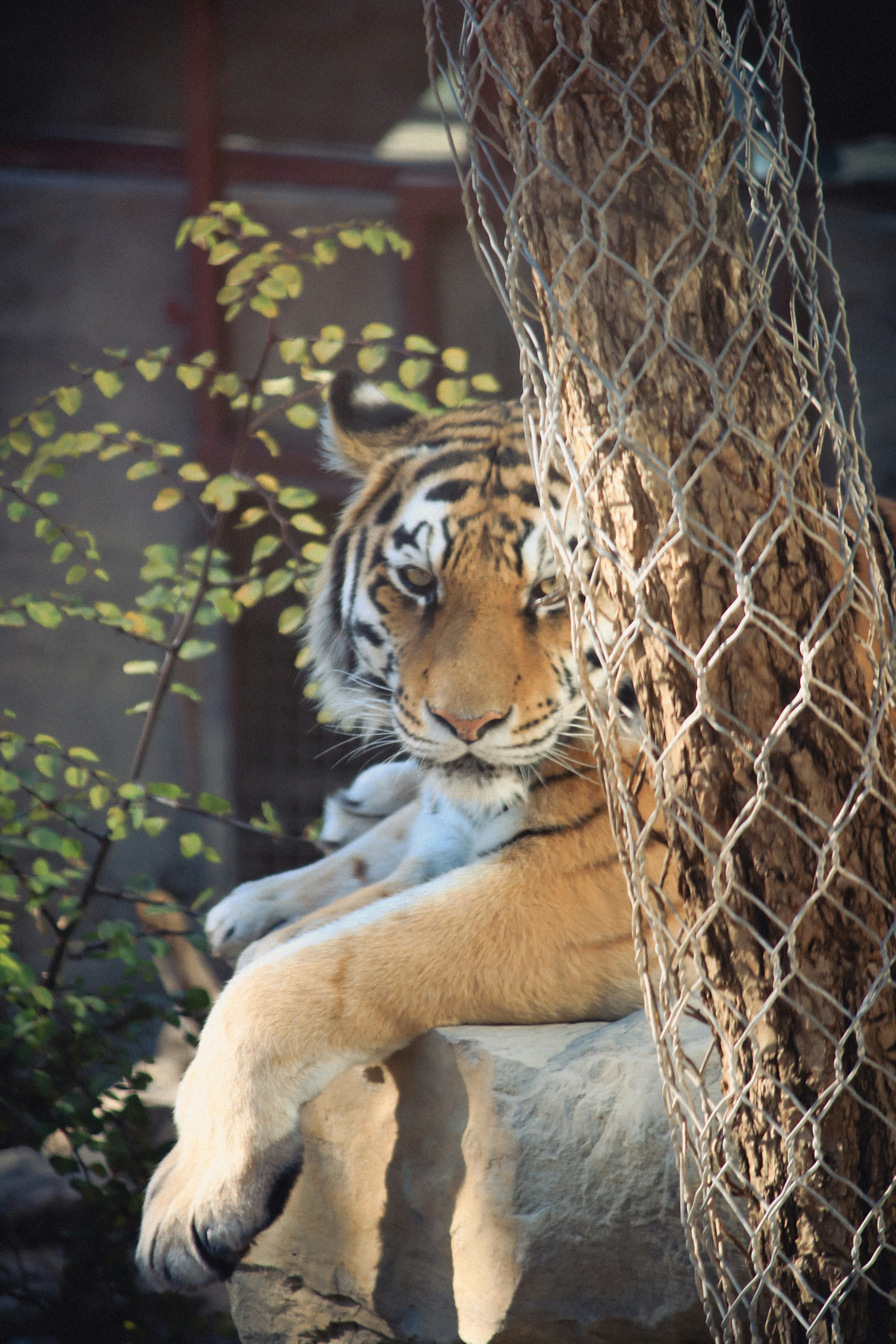 Tiger at Rest Behind a Vine-Wrapped Barrier