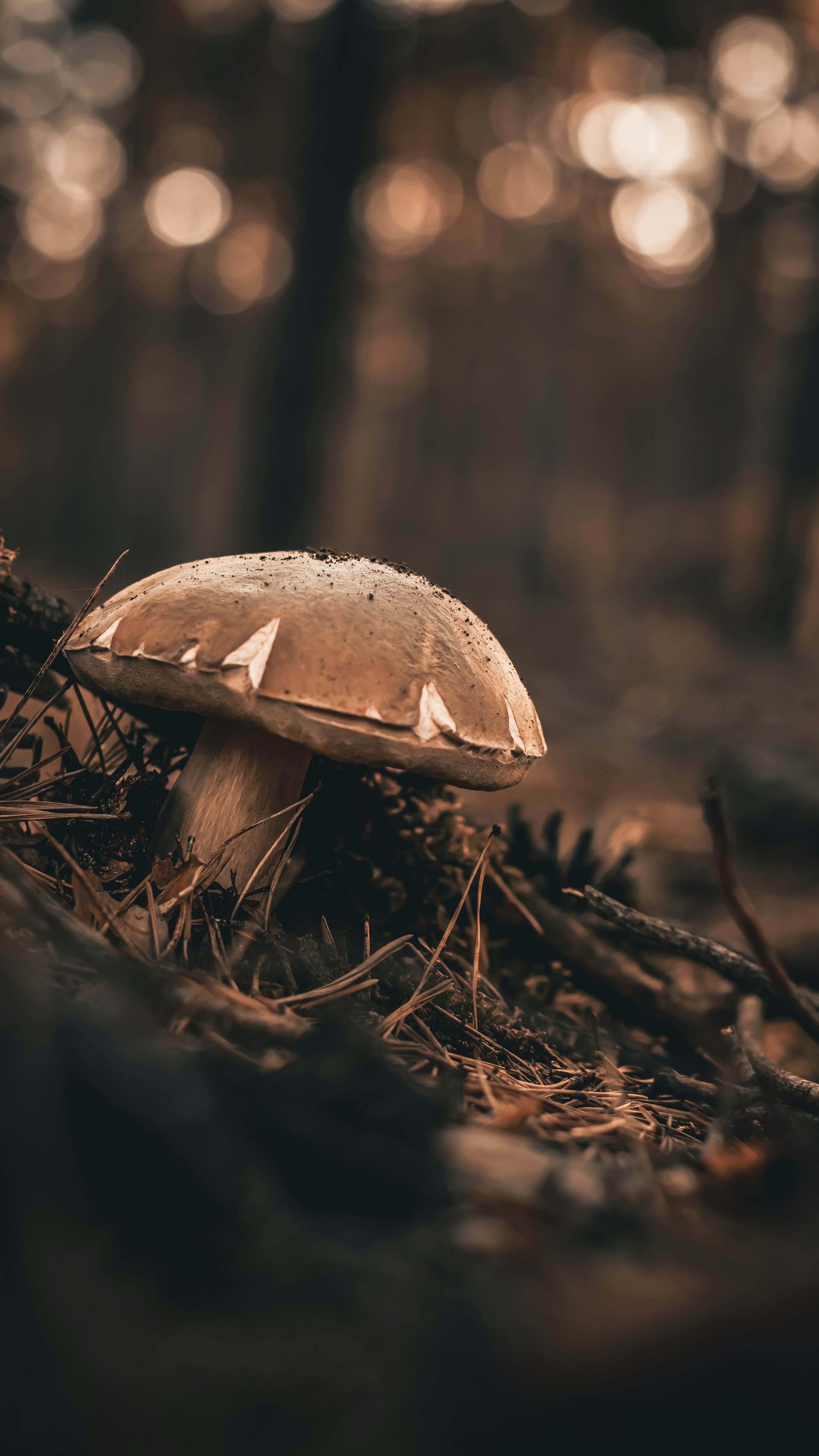 Amber Cap on a Velvet Forest Floor at Dusk