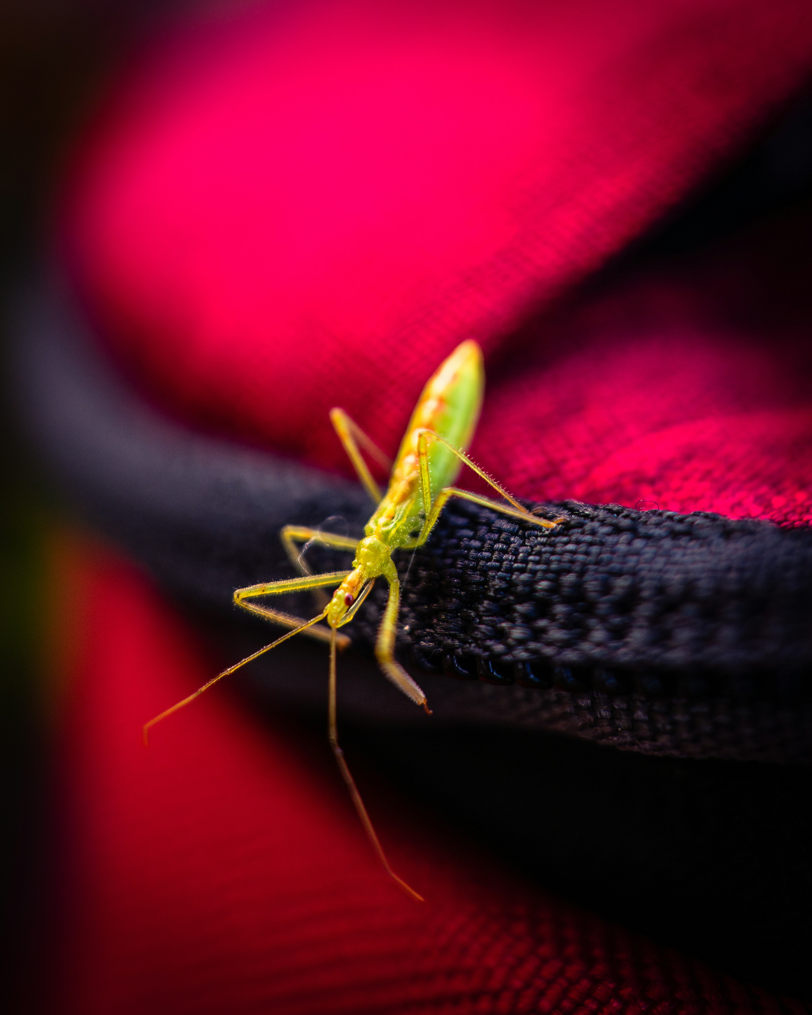 A close up of a green insect on a red and black cloth photo – Free ...