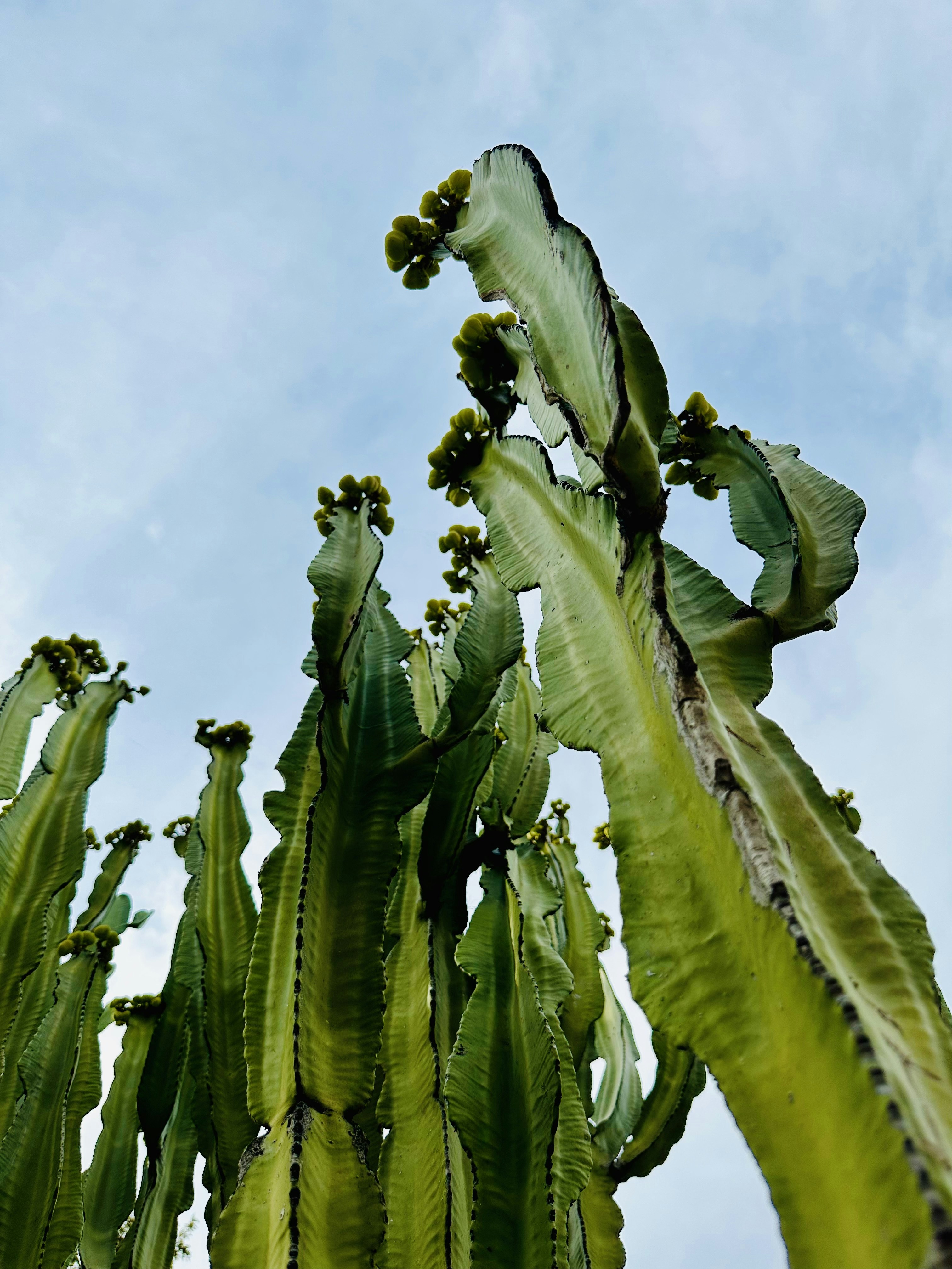 Tall, ribbed cactus-like stems reach upward against a clear blue sky. A crown of bud-like growths clusters at the top, giving the composition a sculptural feel.