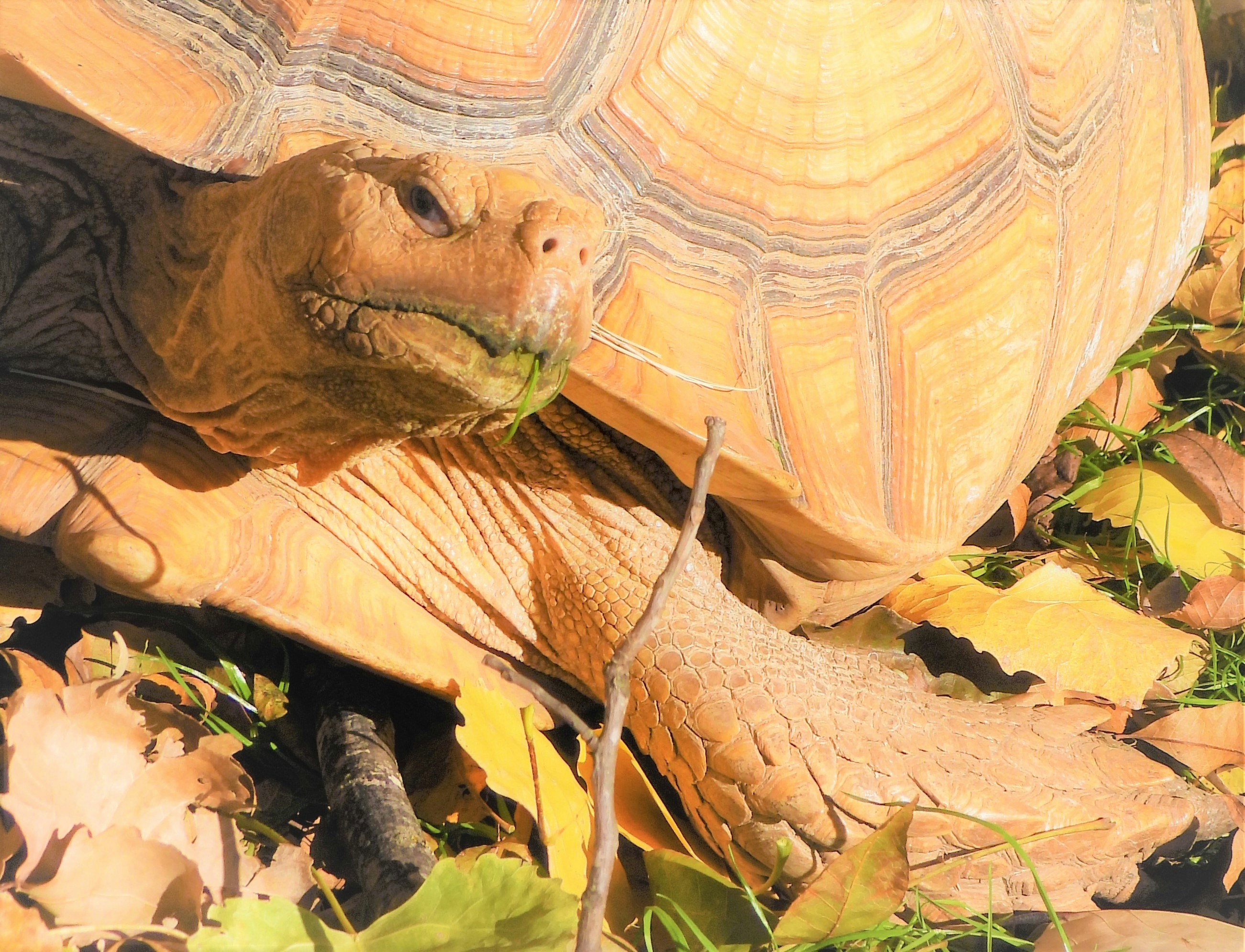 Photo by Rosemary Villanueva-Delaney with Nikon Coolpix P1000