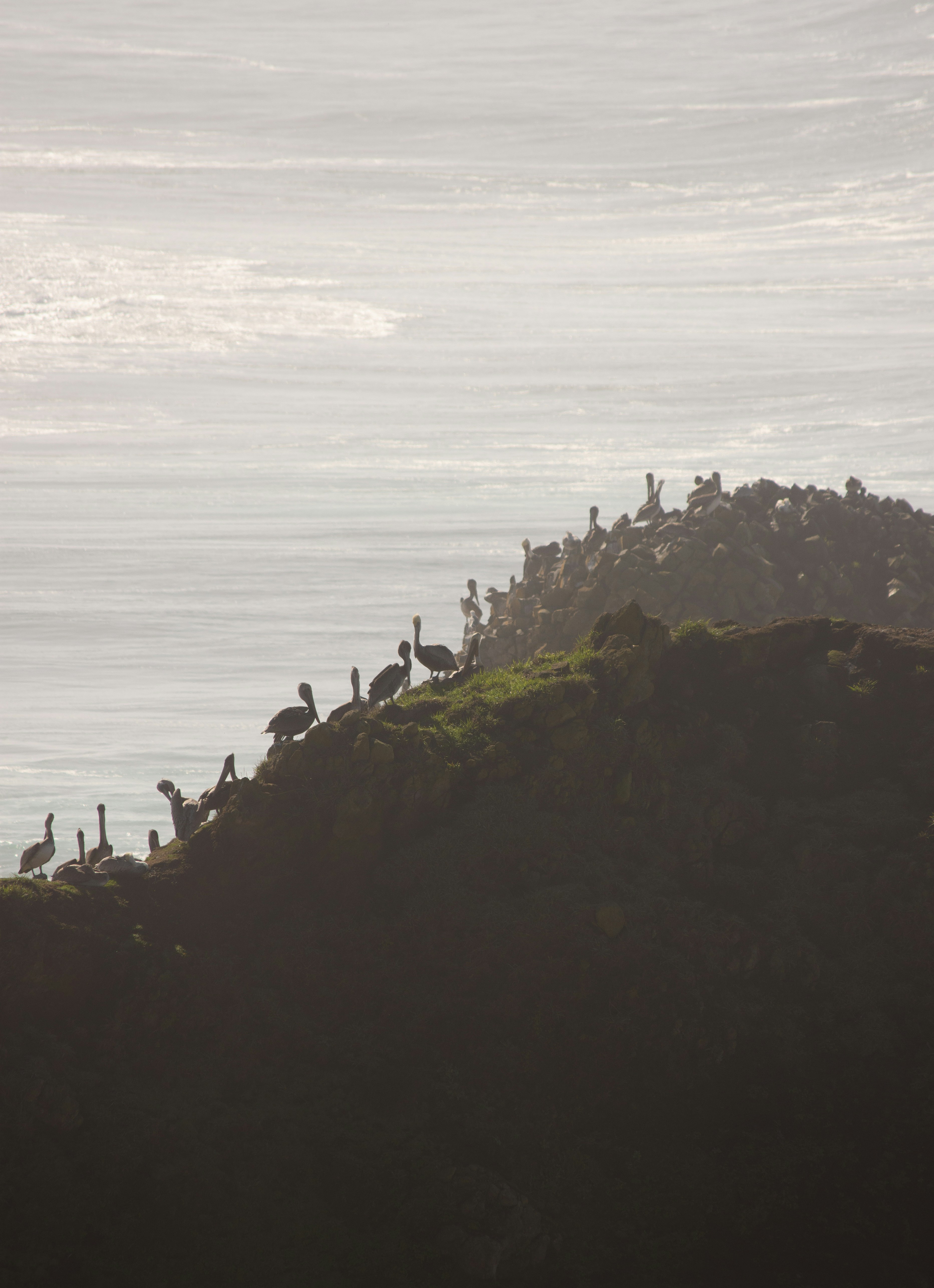 A pouch of pelicans sitting on a massive ocean-licked rock in Cape Cove, just off the shore from the Heceta Head Lighthouse.