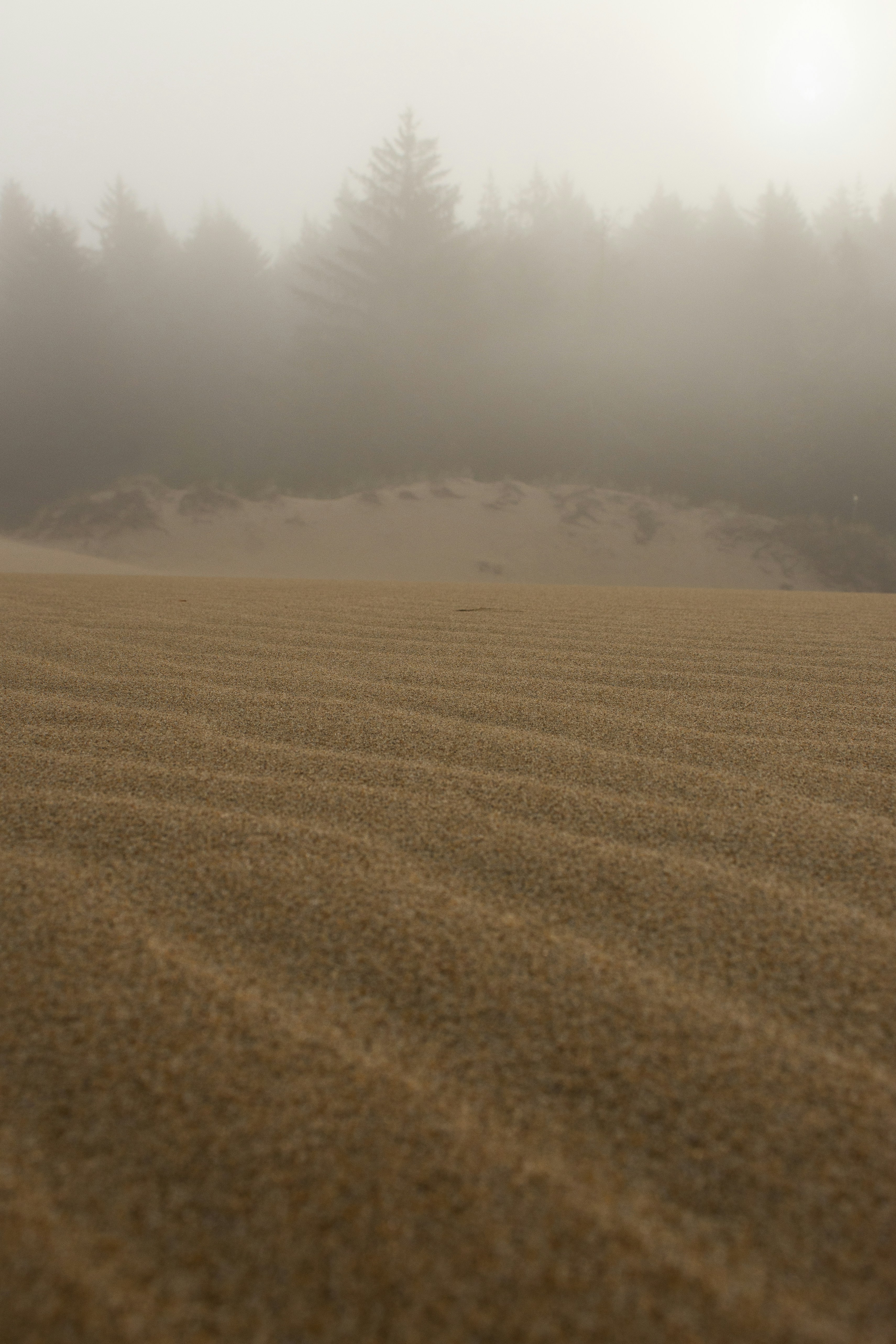 Fog-Trimmed Dunes: Ripples Meet a Silhouetted Forest Edge