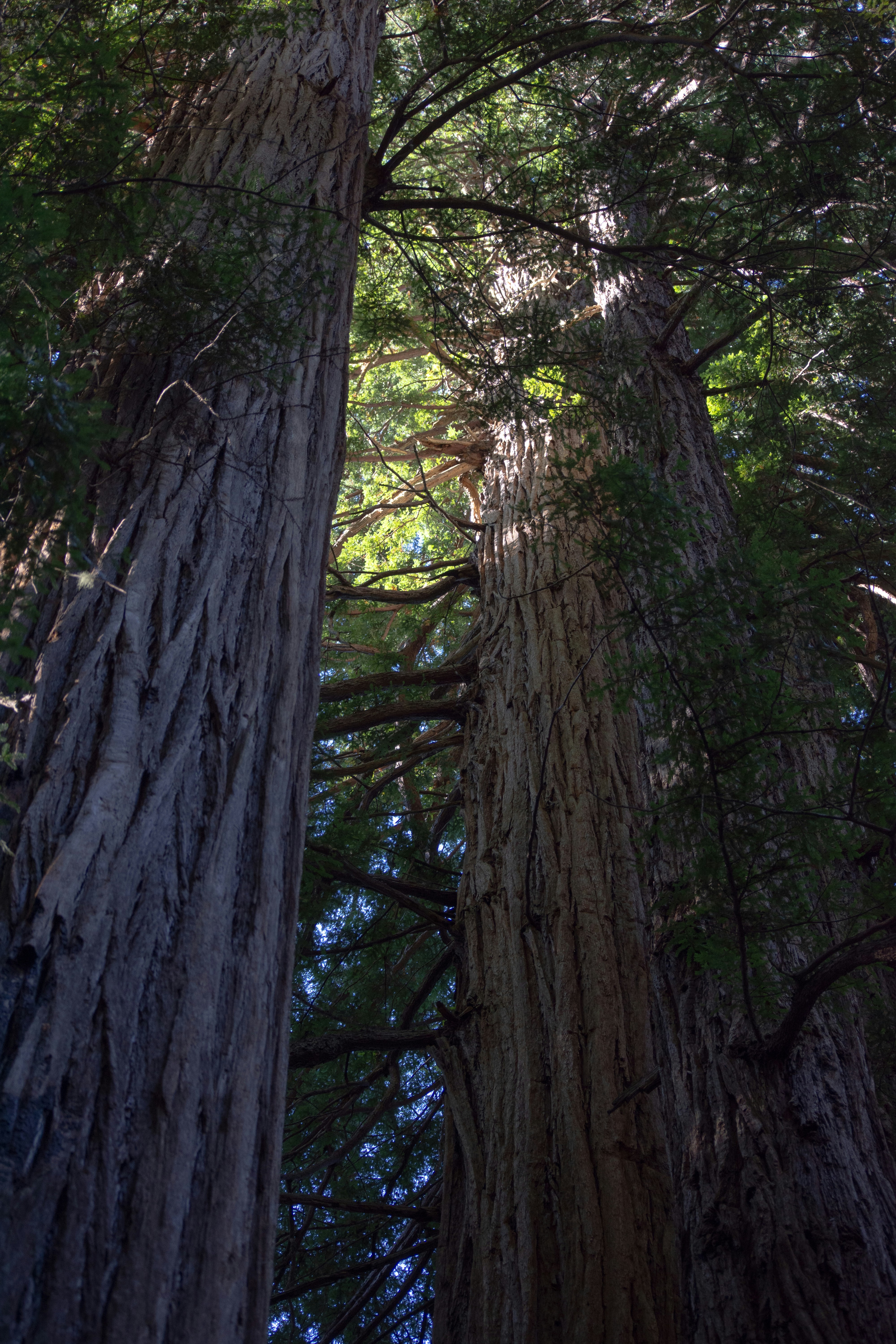 A group of tall trees standing next to each other photo – Free Forest ...