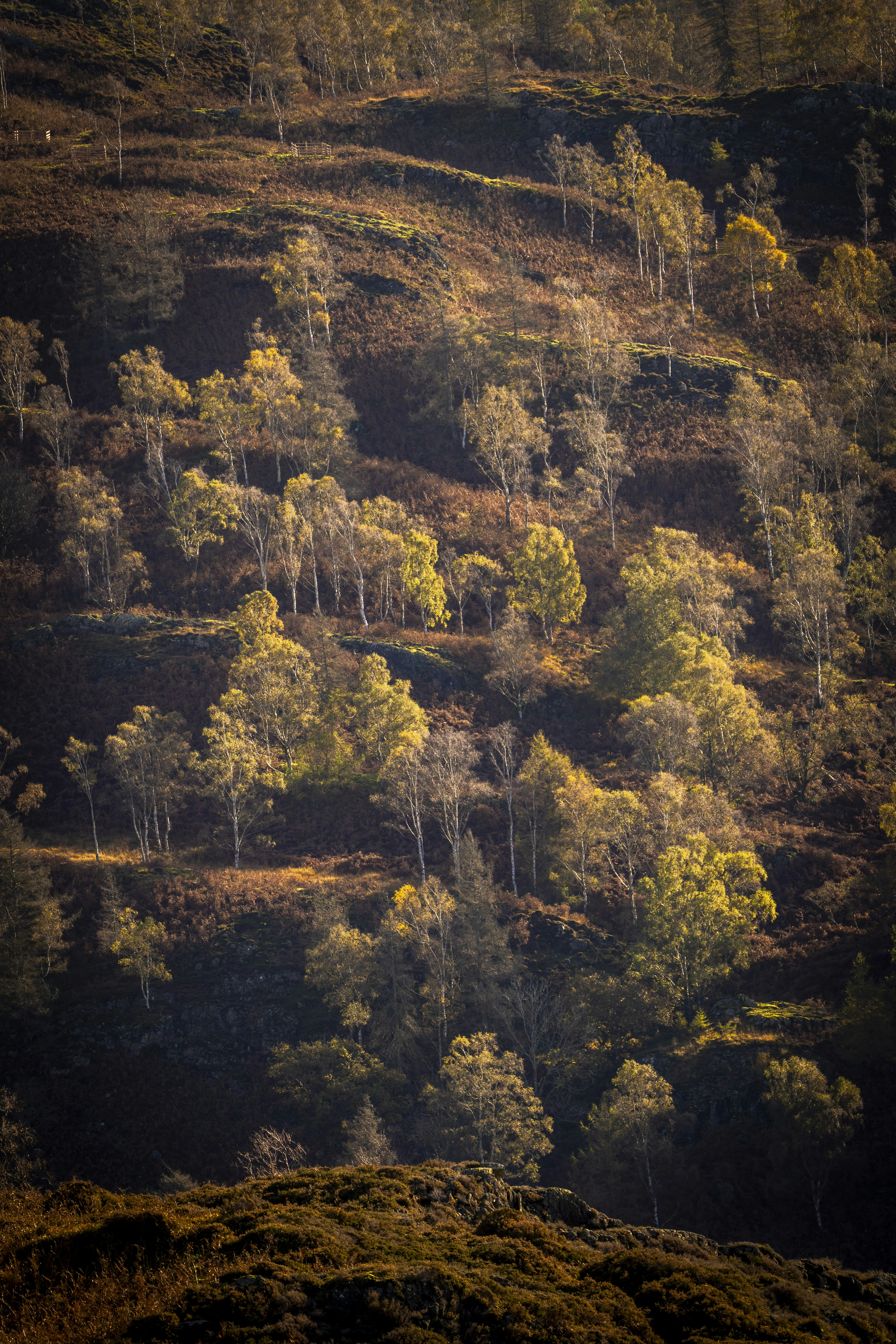 Dappled Aspen Terrace: Autumn Light on a Sloping Forest