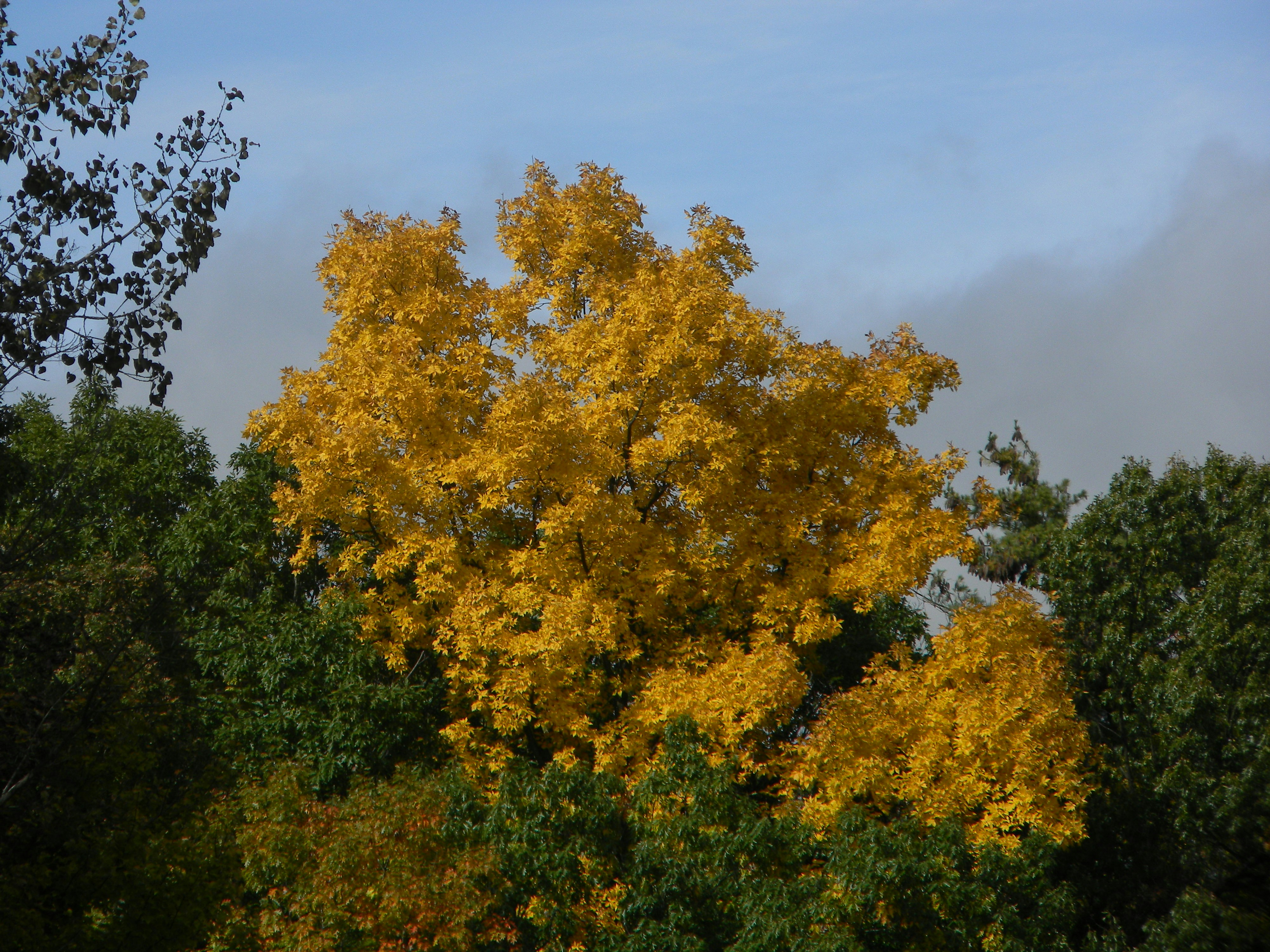 Photograph of a vibrant yellow autumn tree surrounded by green trees under a bright blue sky. The scene highlights seasonal color contrasts in a park.