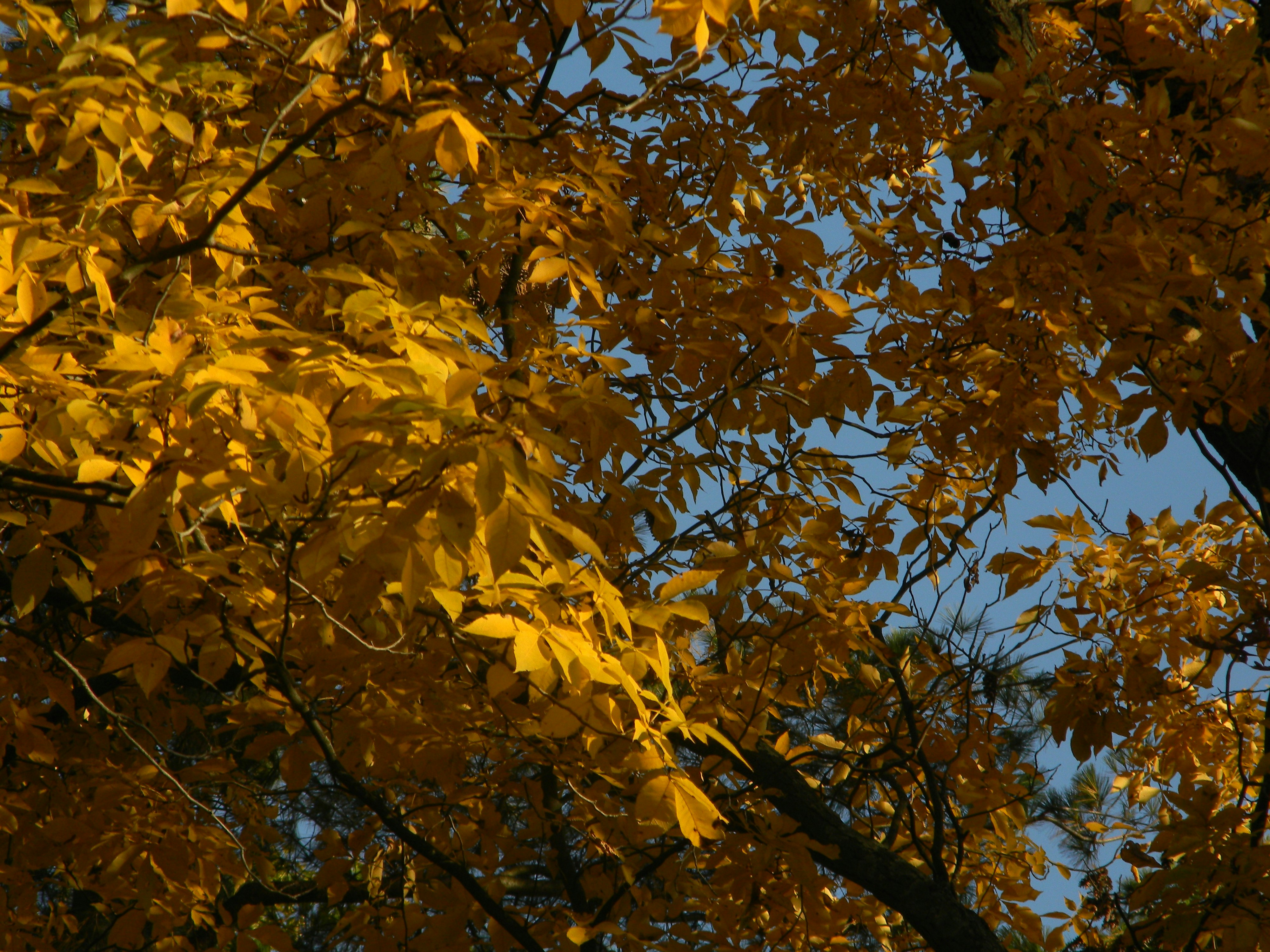 Golden leaves contrast against a clear blue sky in a vibrant autumn scene.