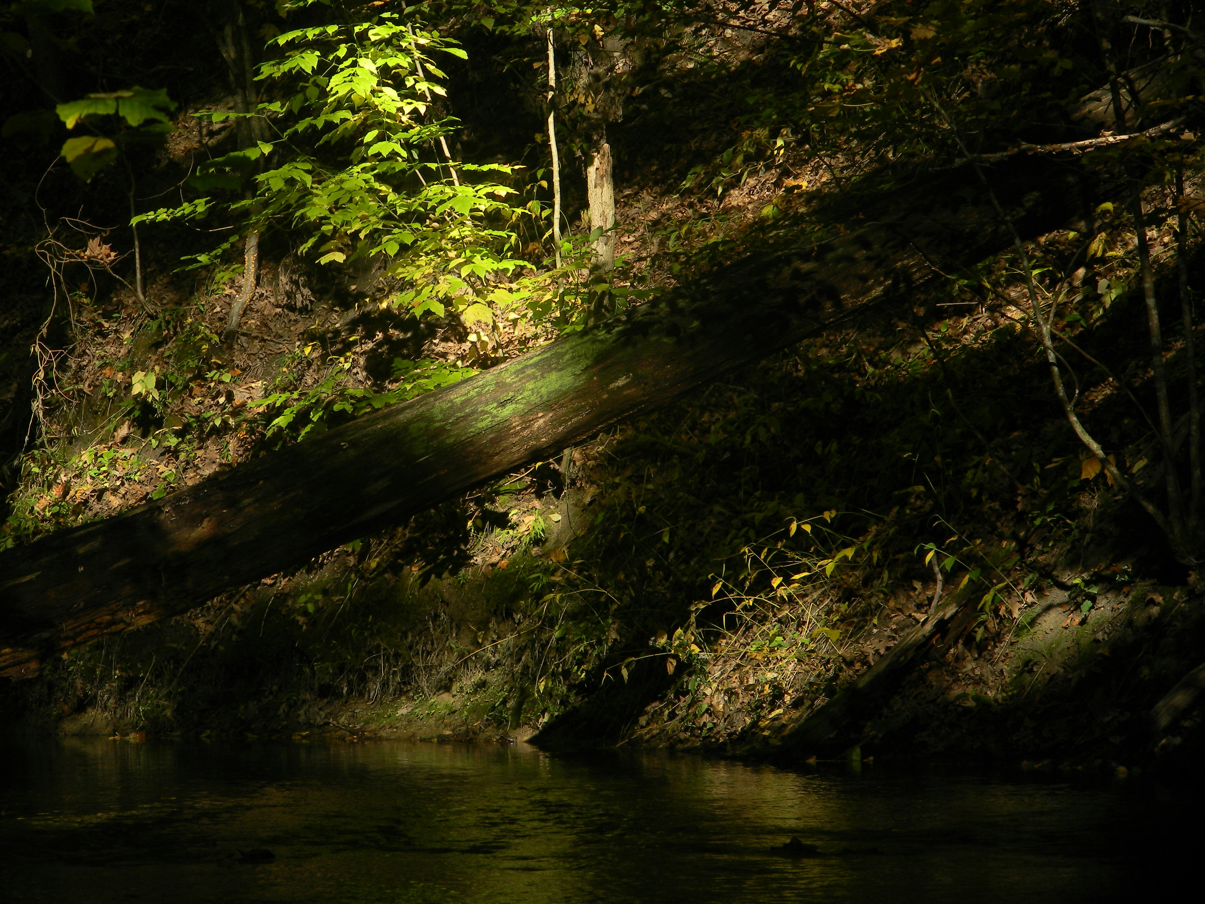Photograph of a shadowy forest stream with a diagonal fallen log across the frame. A patch of sunlit green leaves draws the eye.