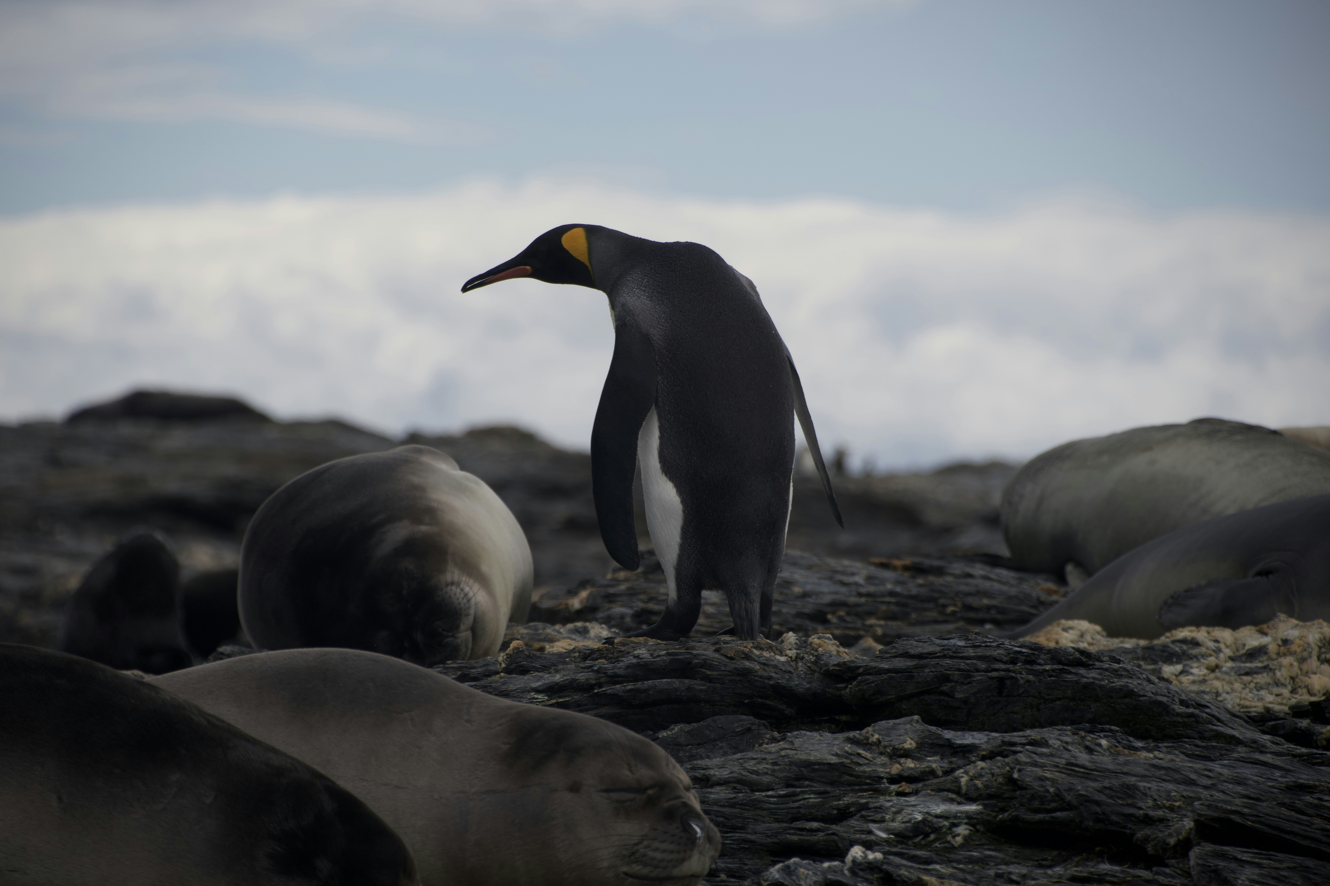 A penguin standing on top of a pile of rocks photo – Free Animal Image ...