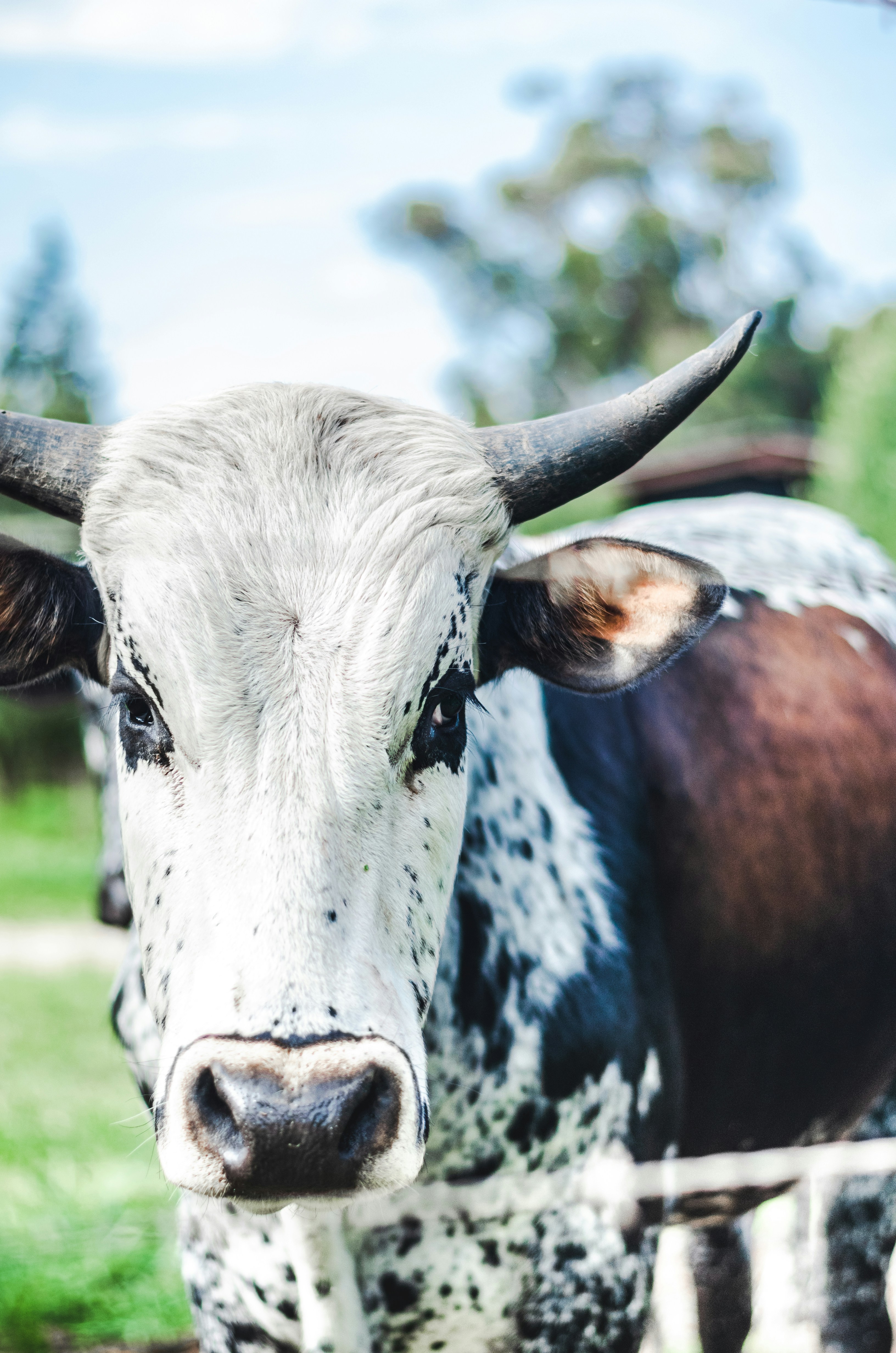 Close-up of a speckled cow with large horns standing on a lush green farm.