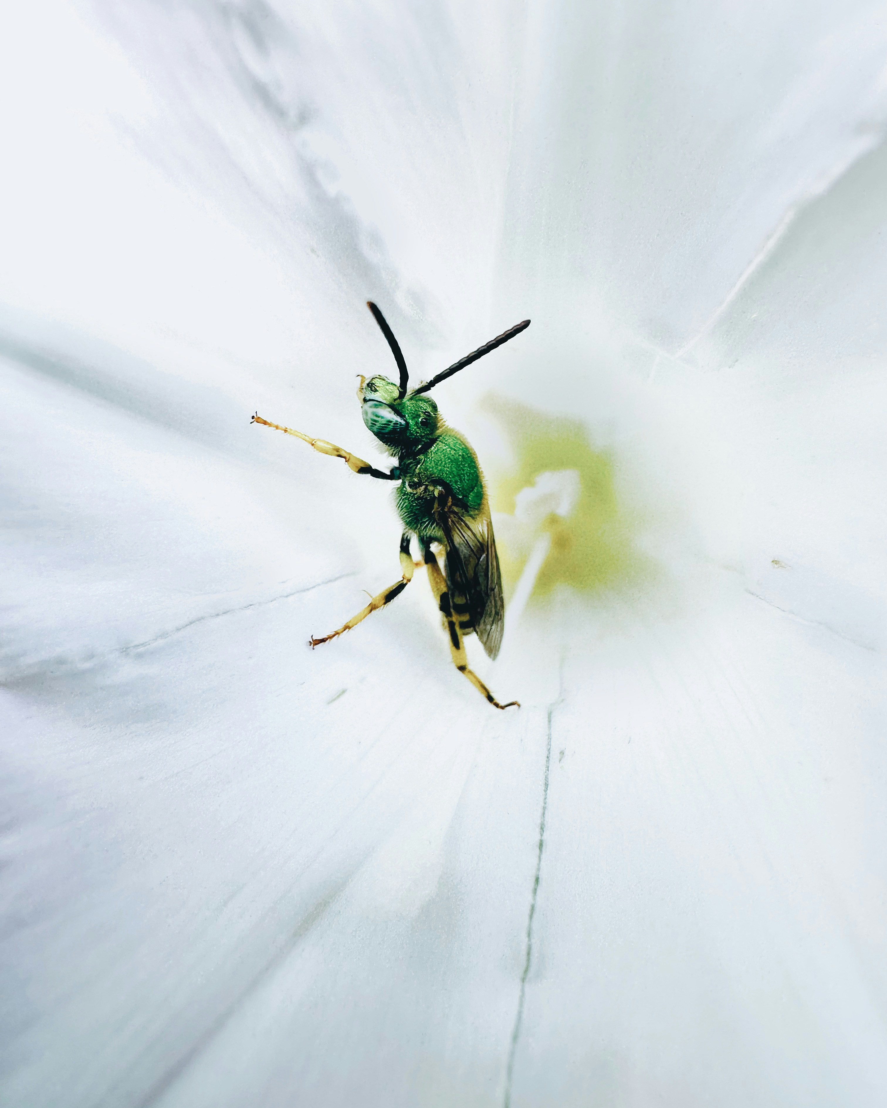 Emerald-Minuscule Hunter at the Bloom’s Core