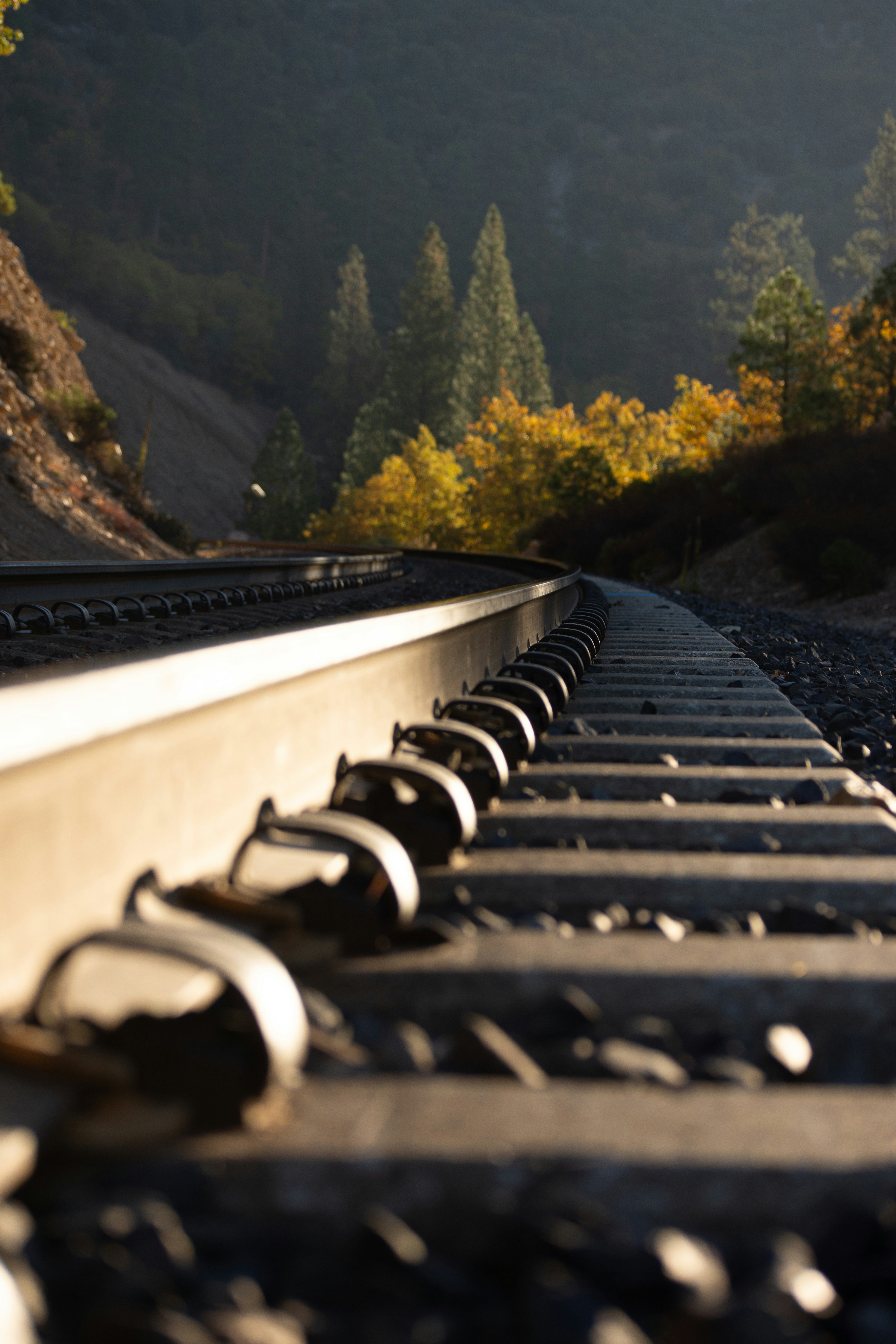 Golden Hour Rails: A Quiet Curve Through Autumn Pines