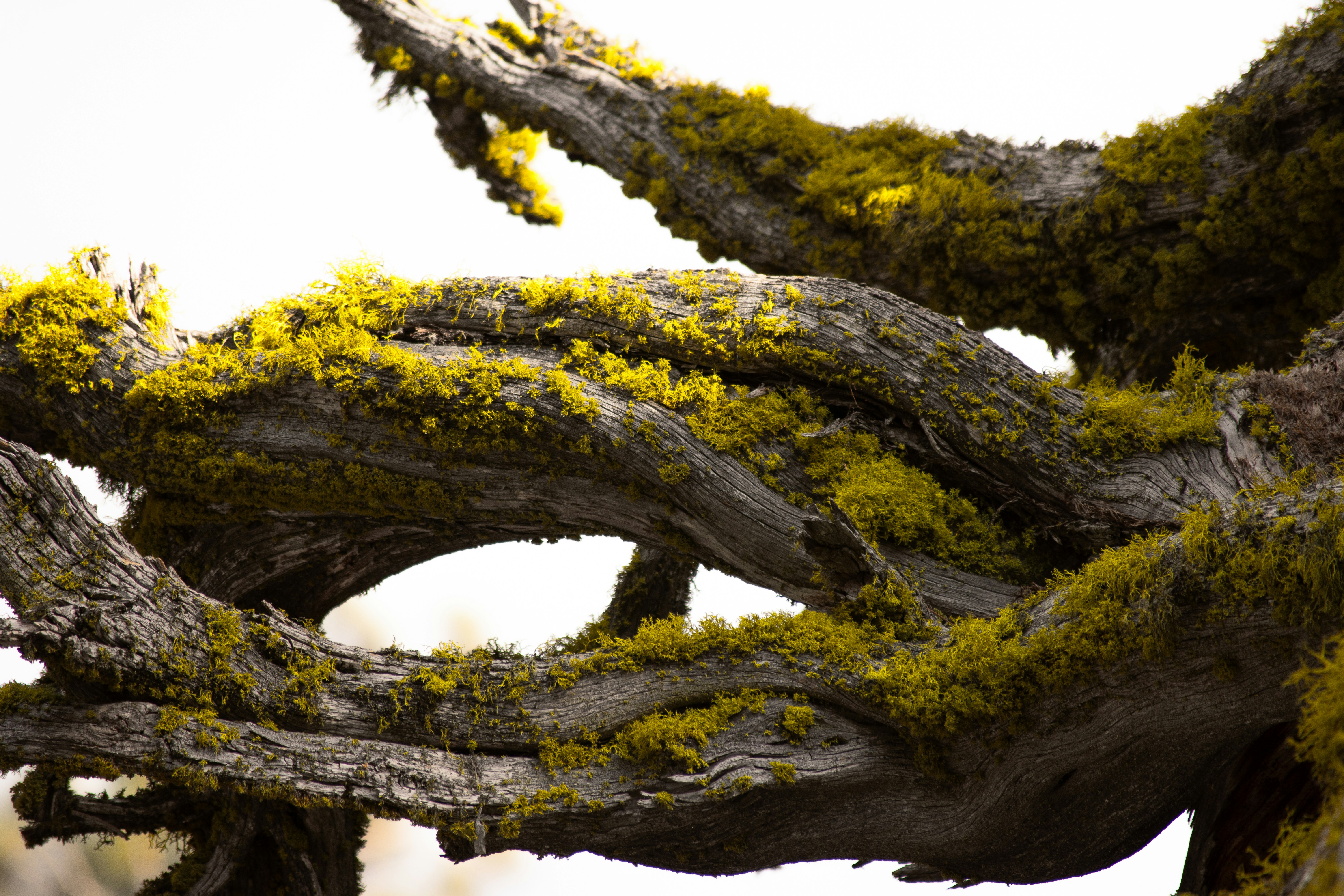 A close up of a tree with moss growing on it photo – Free Nature Image ...