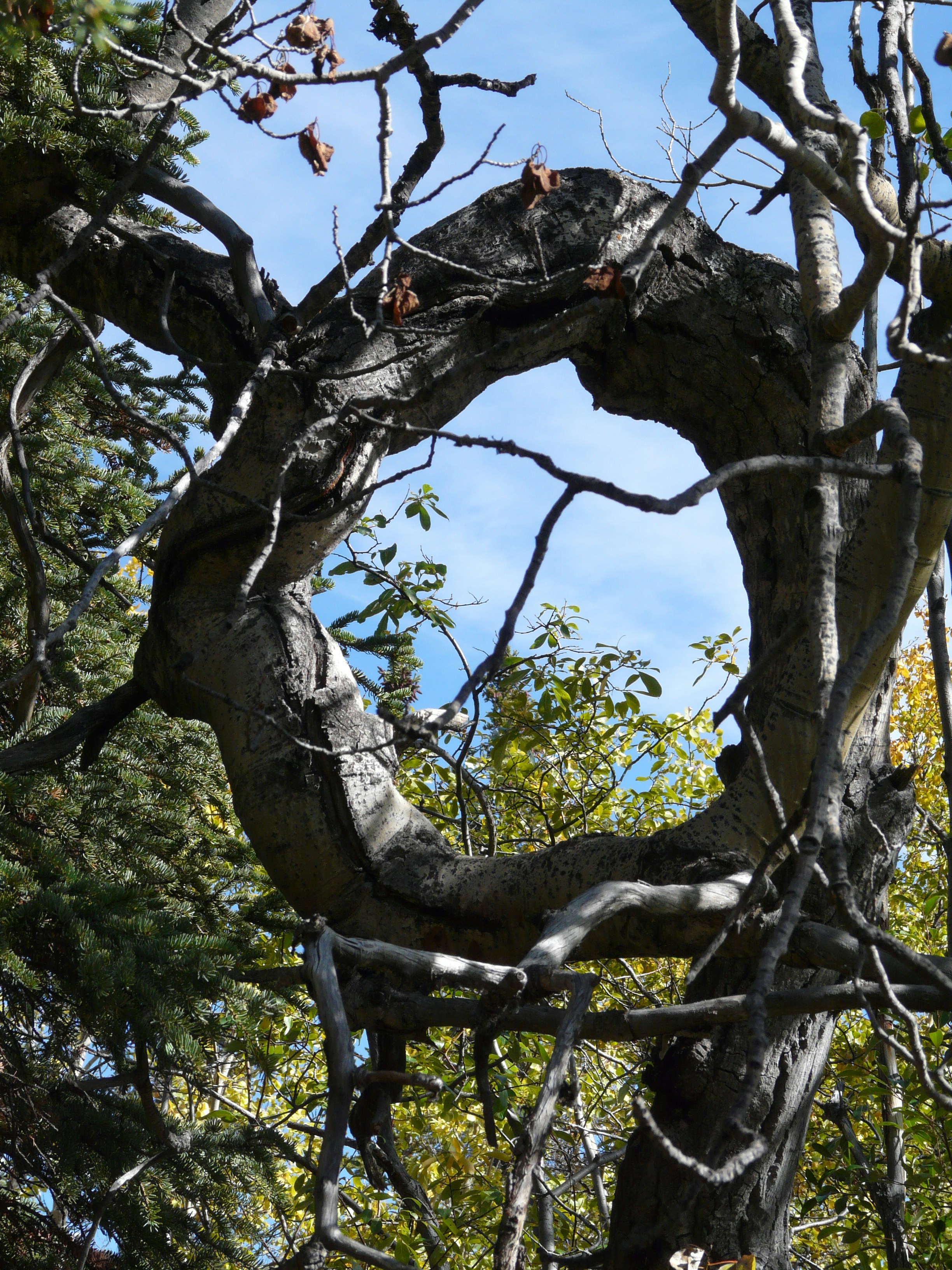 Un arbre qui a une sorte de chose qui pousse à partir de lui photo ...
