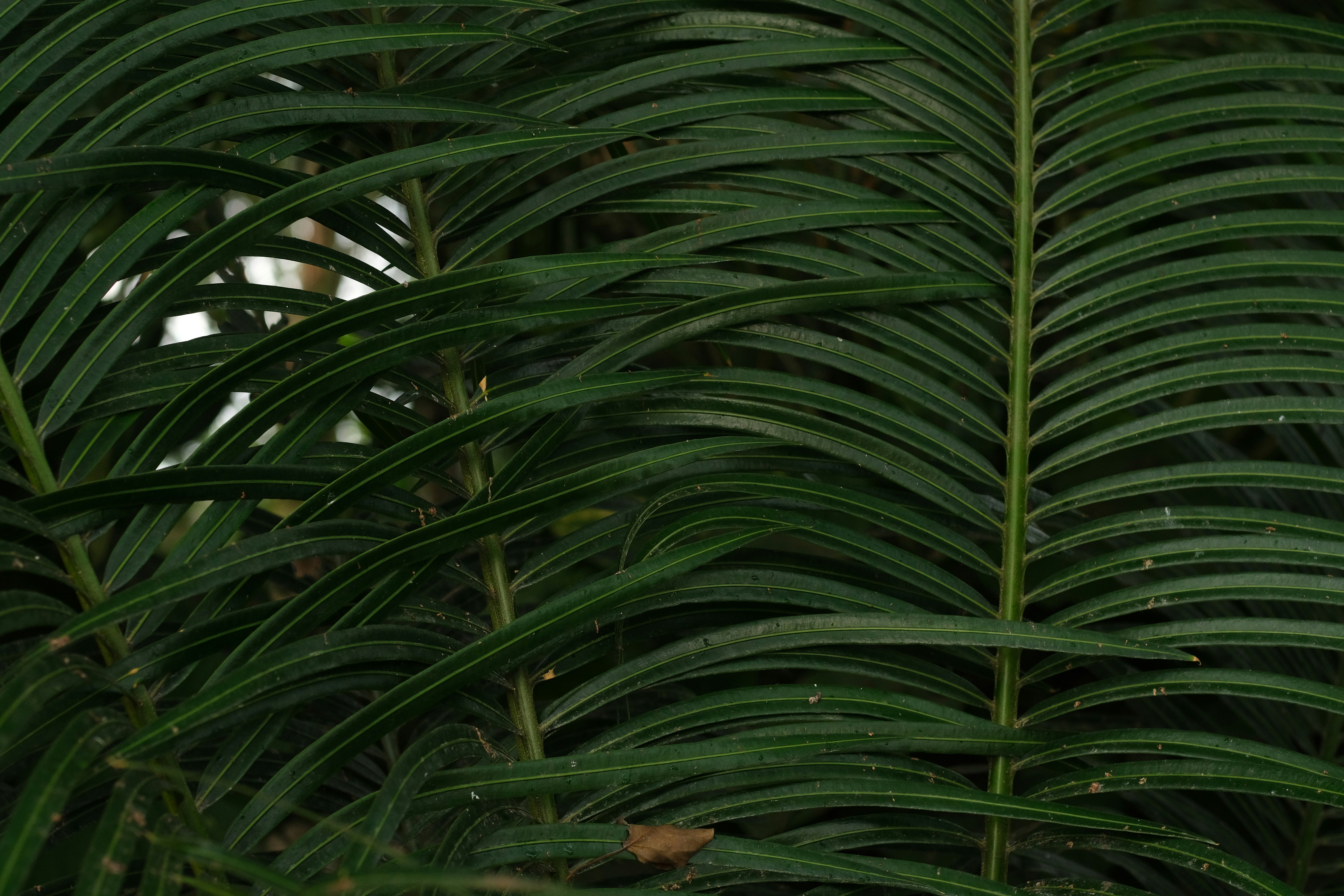 Green Vein Carvings: Macro Study of Palm Fronds