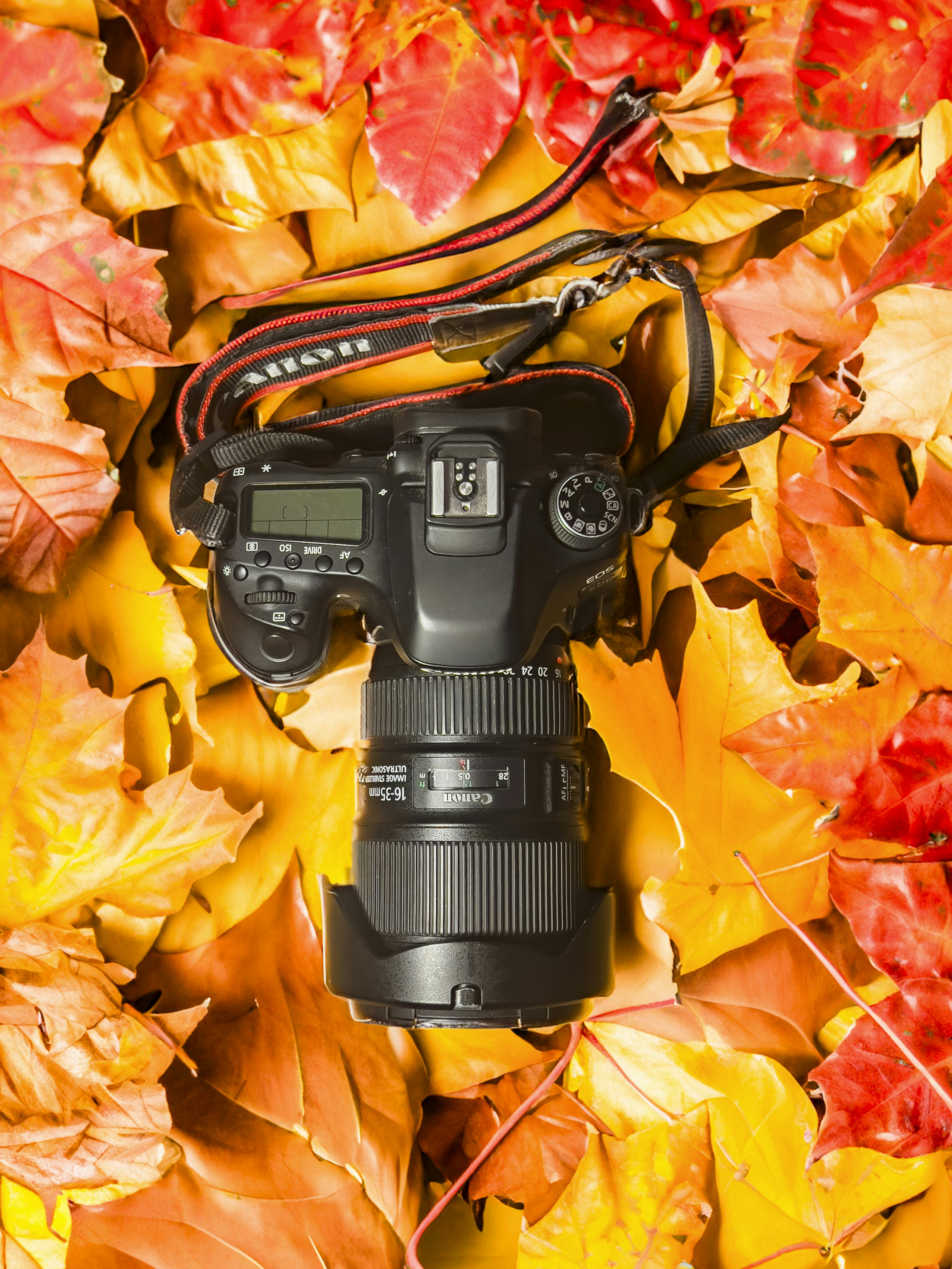 a camera sitting on top of a pile of leaves