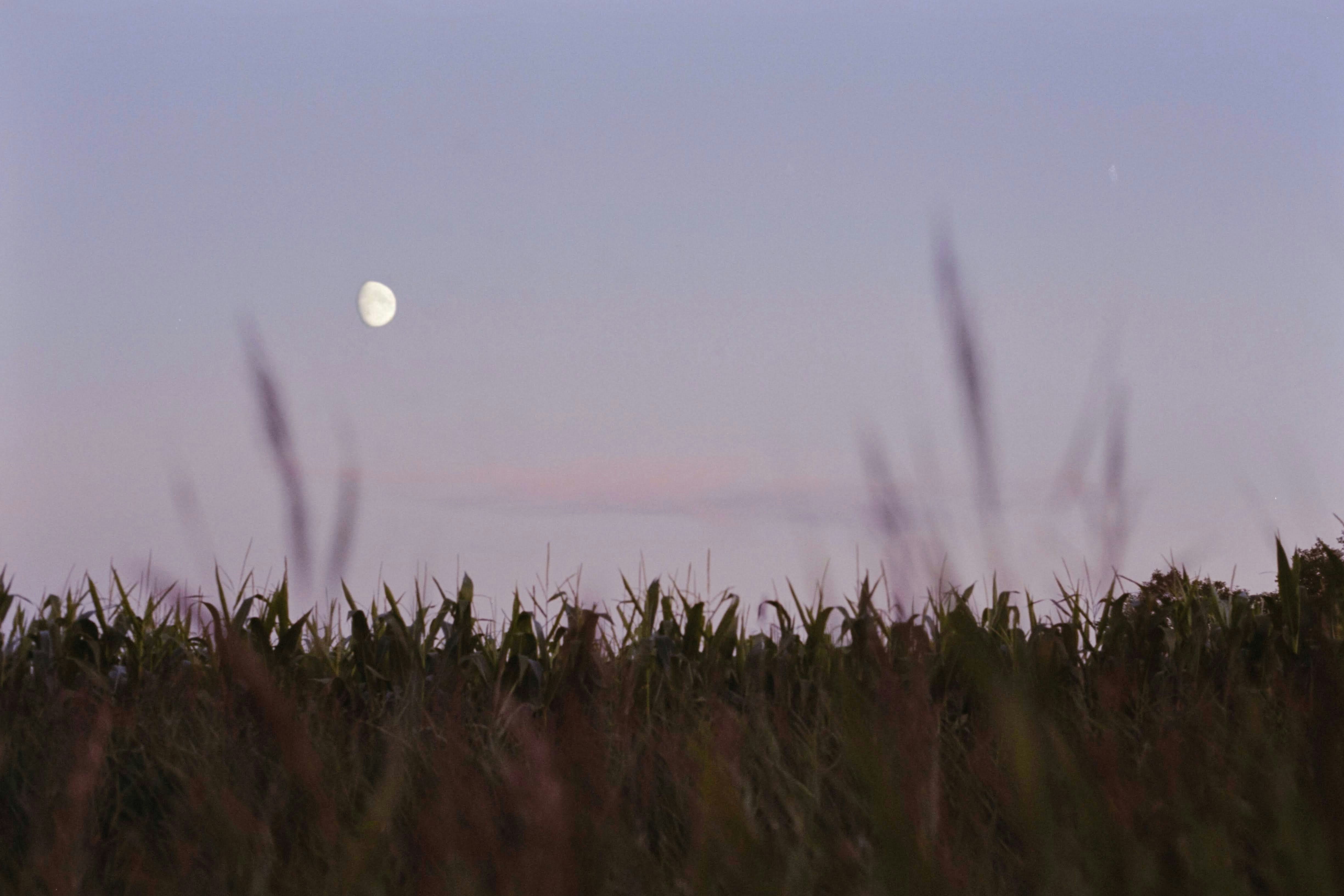 A full moon is seen over a field of grass photo – Free Zeeland Image on ...